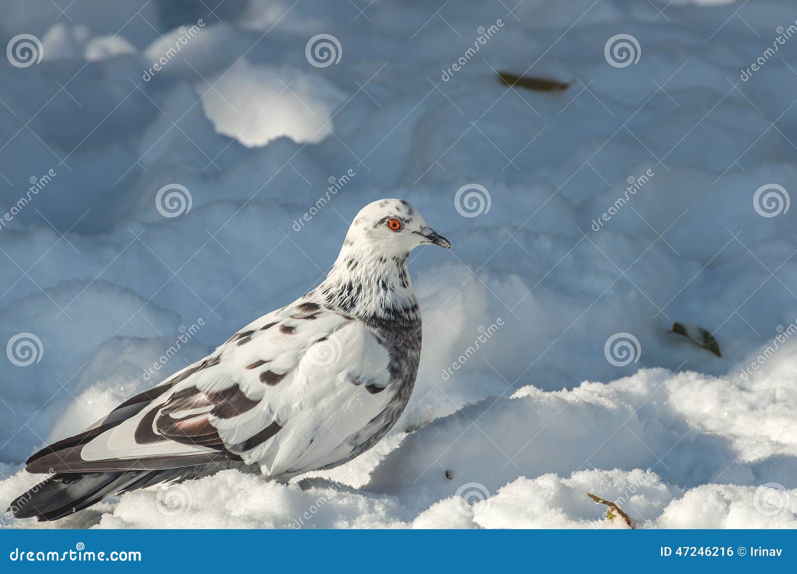 Snow white dove stock photo. Image of contrasts, frost - 47246216