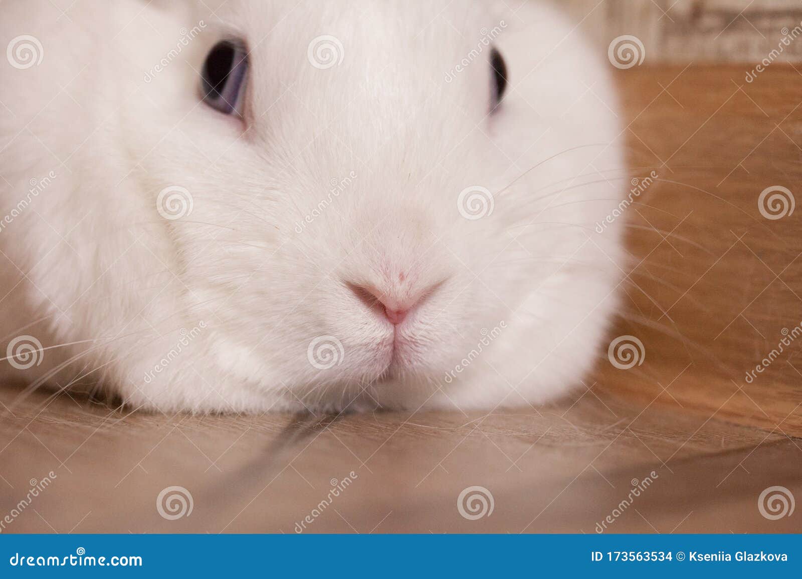 Snow-white Easter Rabbit. Fabulous Eared Stock Photo - Image of nice ...