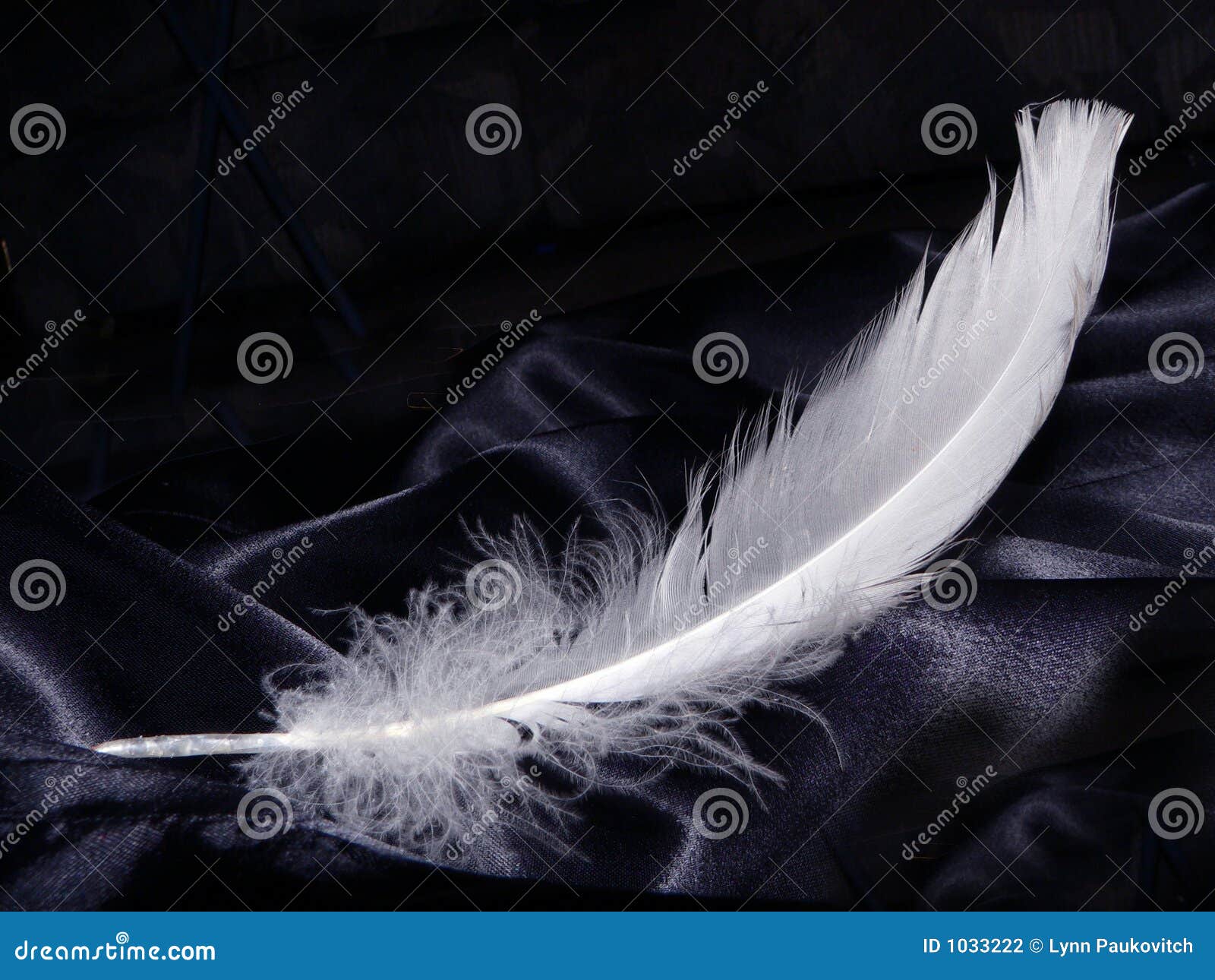 White Feather Homing Pigeon Flying Mid Air Against Beautiful Blu ...