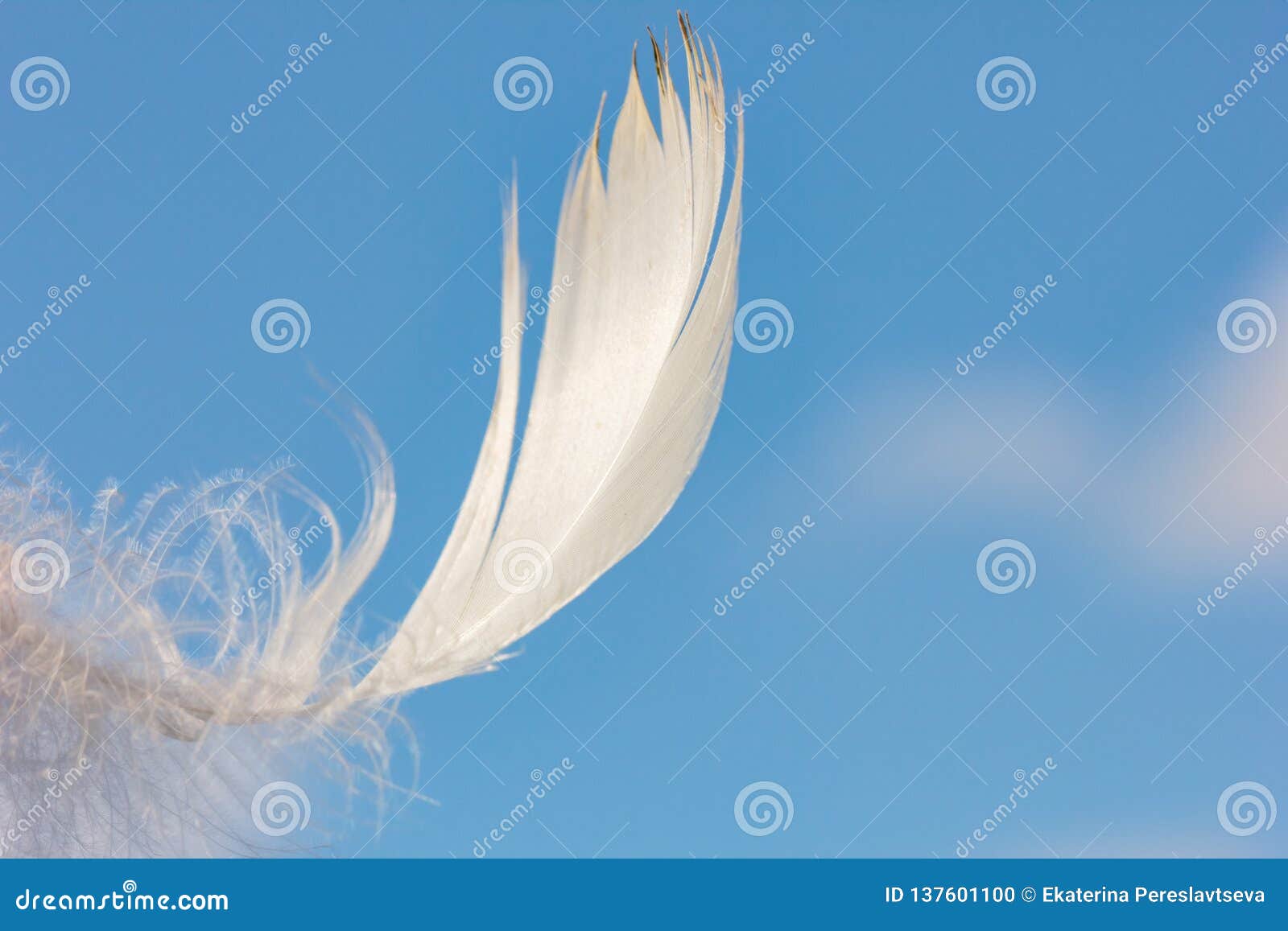 Snow-white Feather on Blue Sky Background with Clouds, Lightness ...