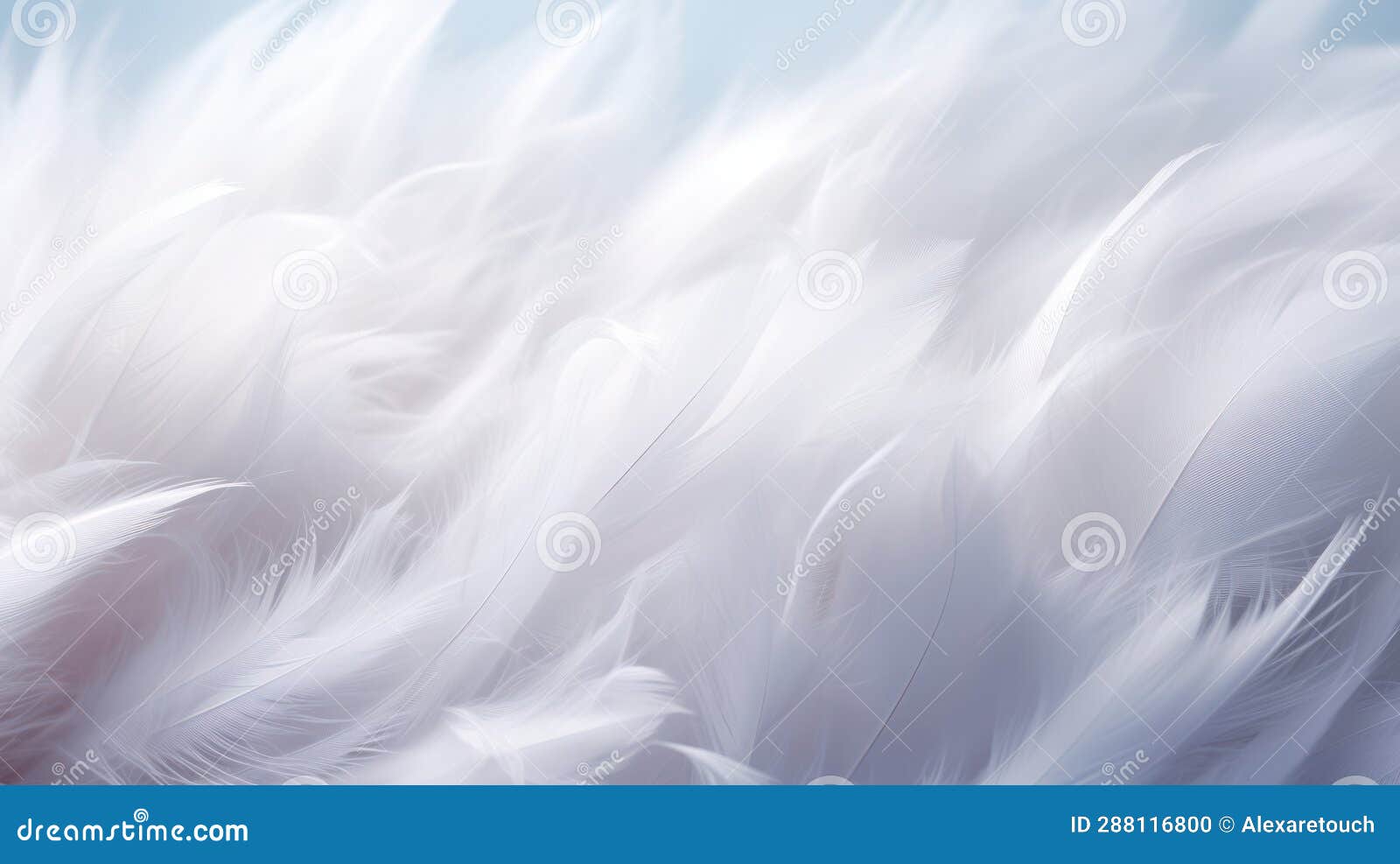 Snow White Feathers, Feathers Close Up, Background Texture, Abstract ...