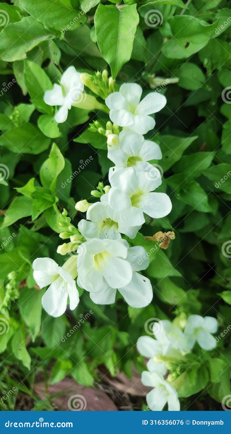 Snow white flowers stock photo. Image of meadow, leaf - 316356076