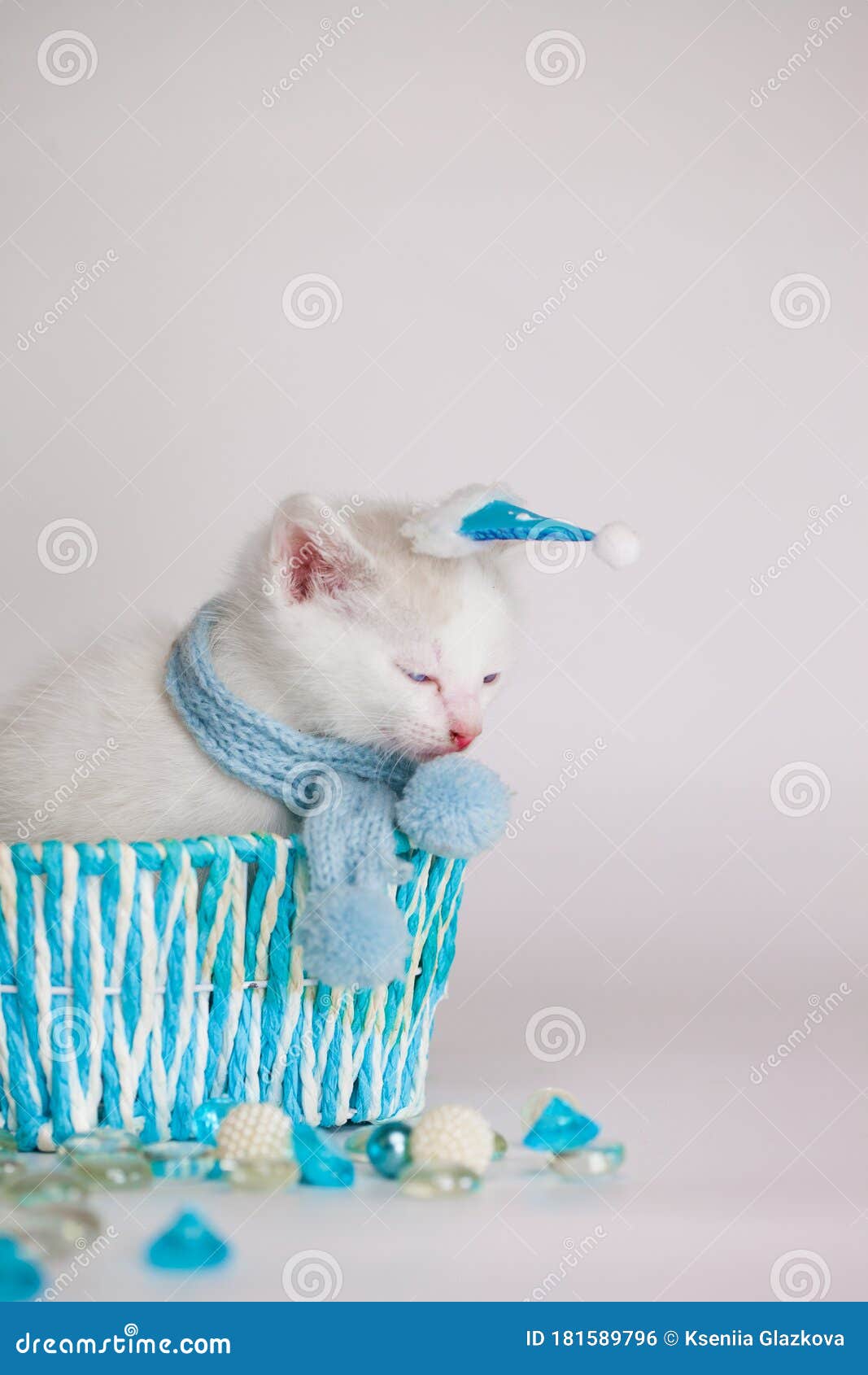 Snow-white Kitten on a White Background in Stock Photo - Image of gift ...