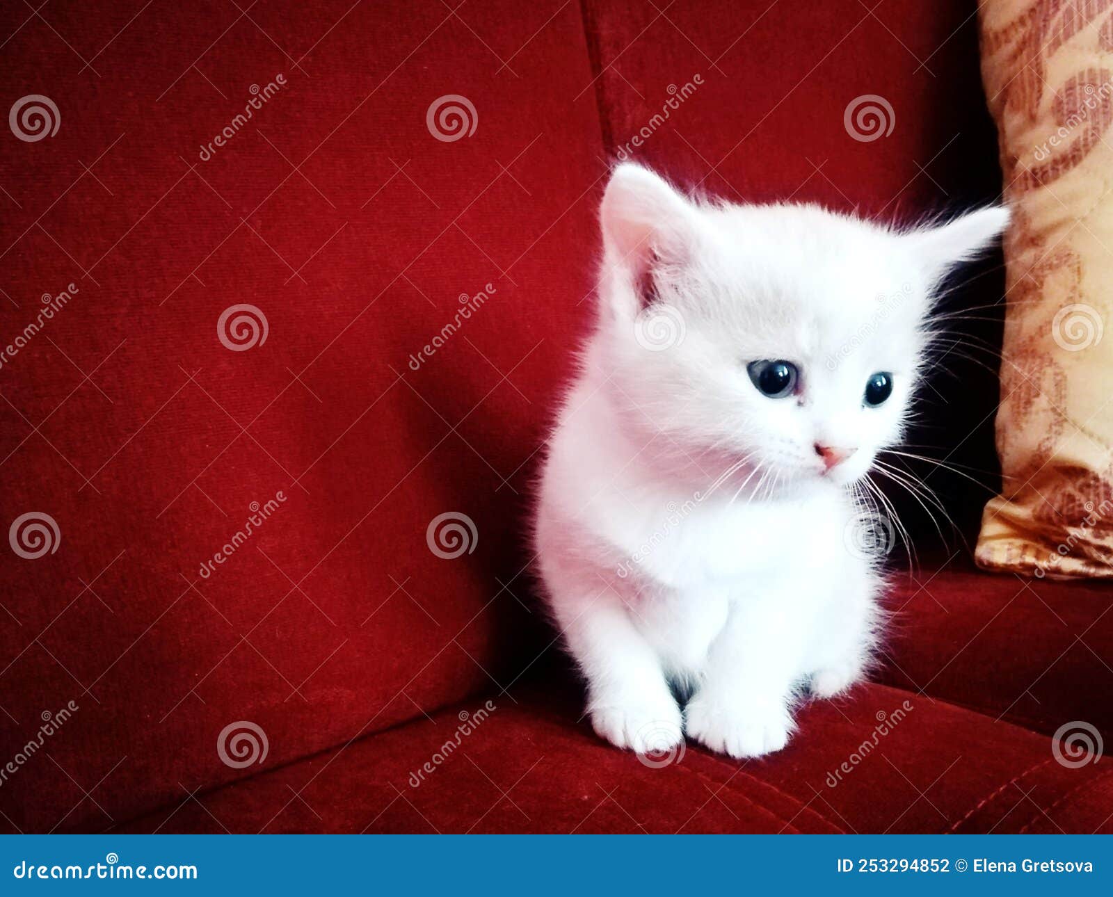 Snow white kitten stock photo. Image of carnivore, kitten - 253294852