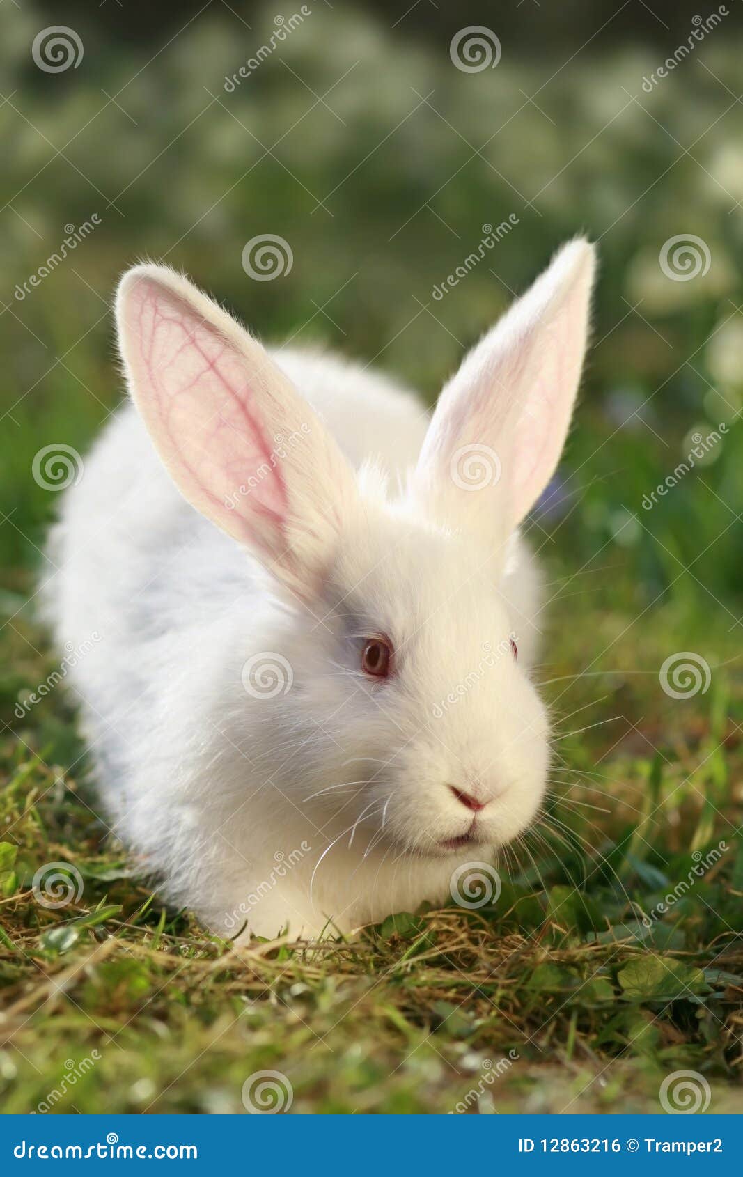 3,370 Snow White Rabbit Photos - Free & Royalty-Free Stock Photos from ...