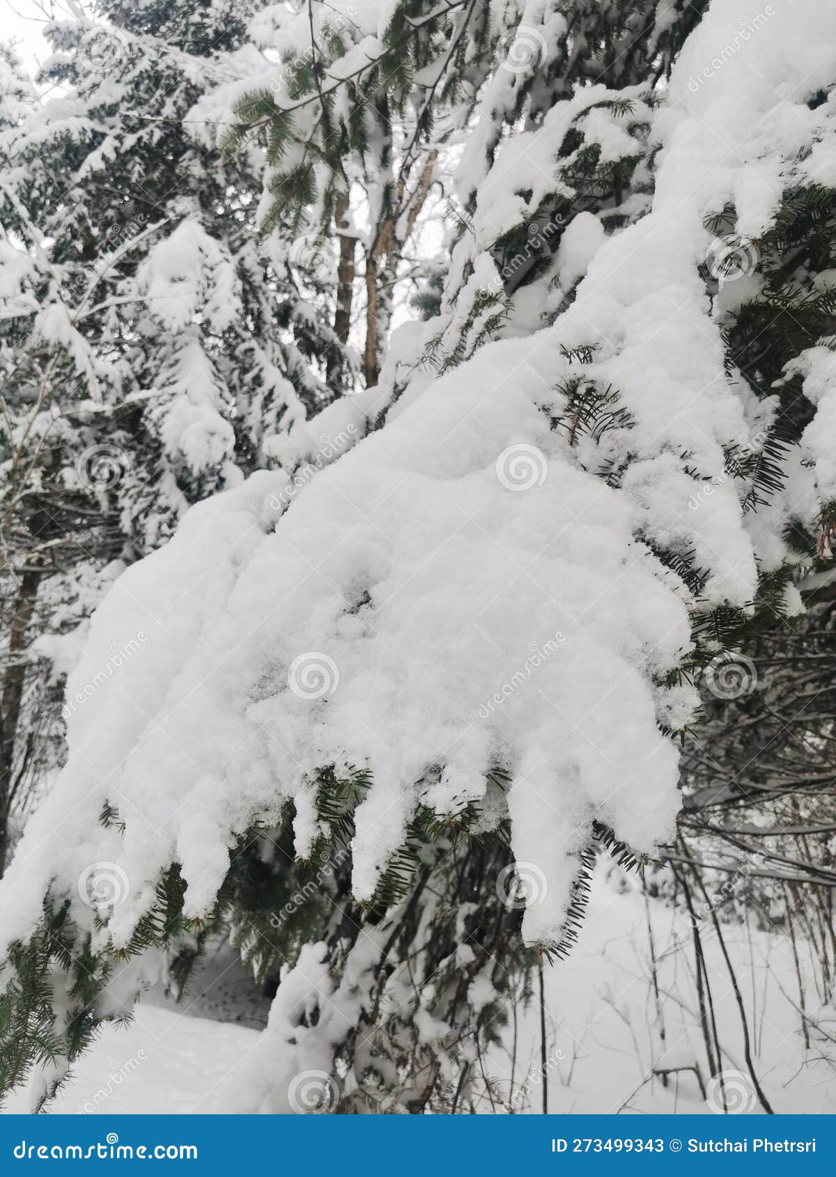 Snow White Soft and Cold in Canada Stock Image - Image of soft, canada ...