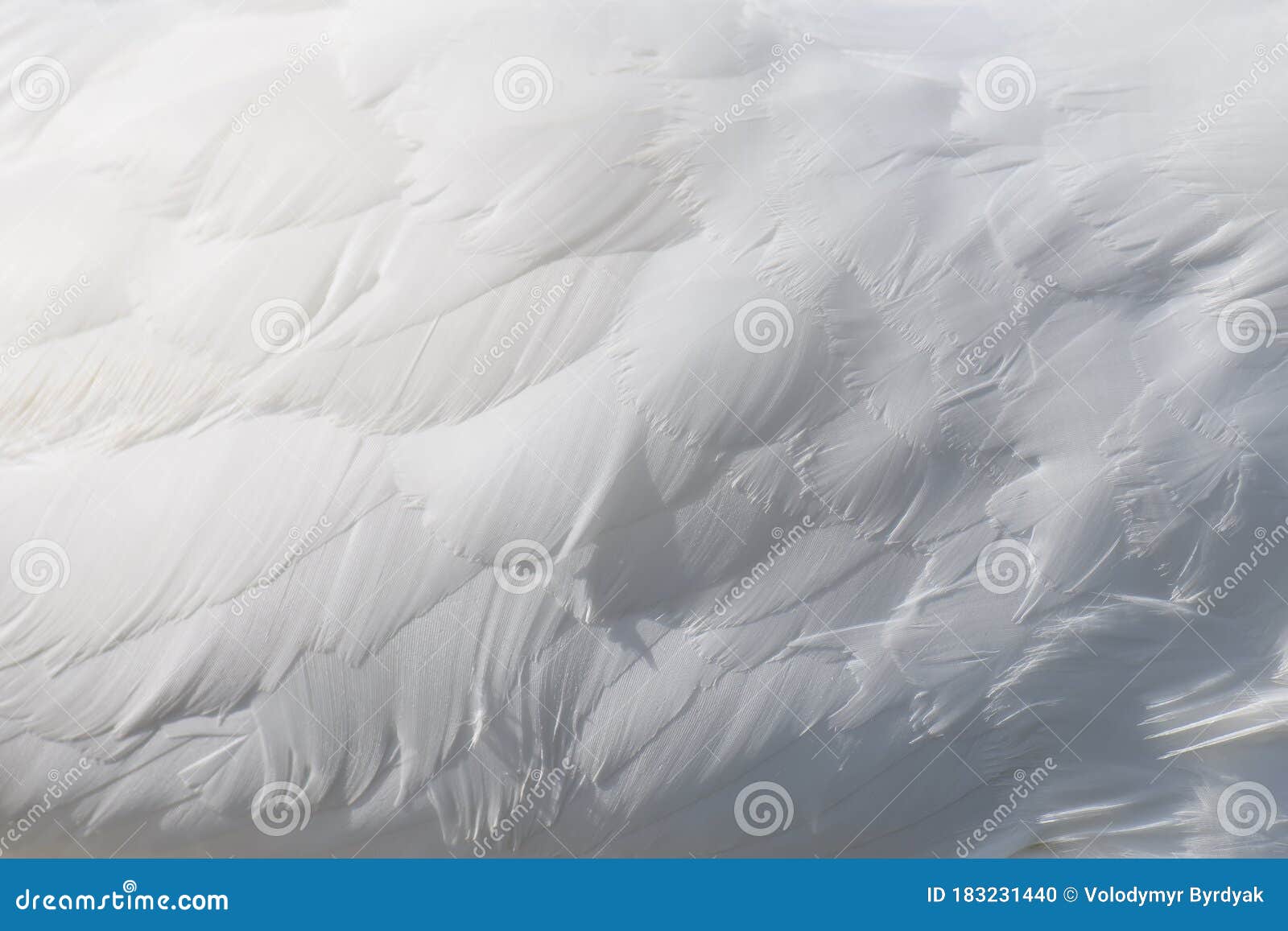 Snow White Swan Wing Swan Feather Texture Stock Photo - Image of cygnet ...