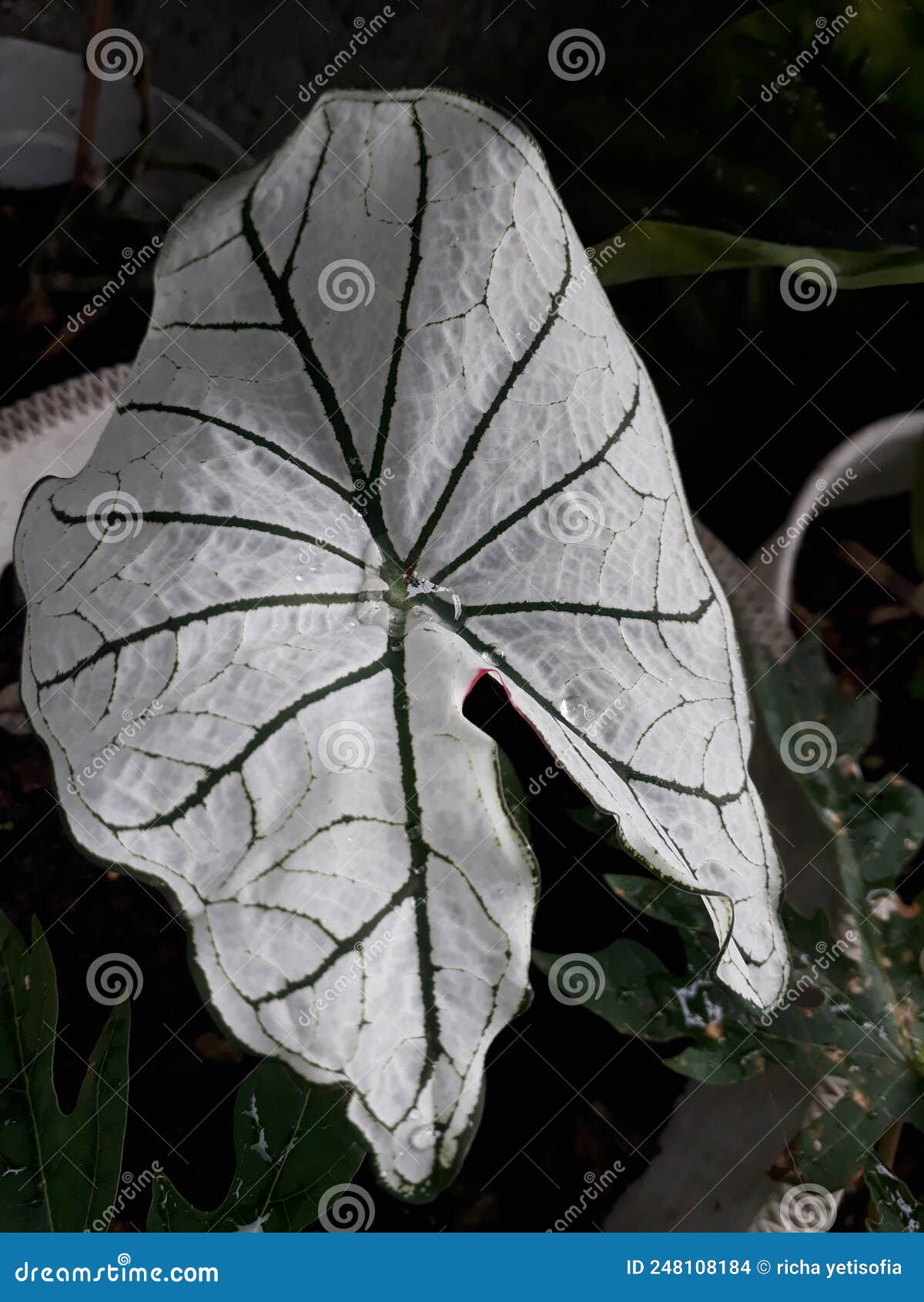 White Taro Plant Stock Photography | CartoonDealer.com #266372306