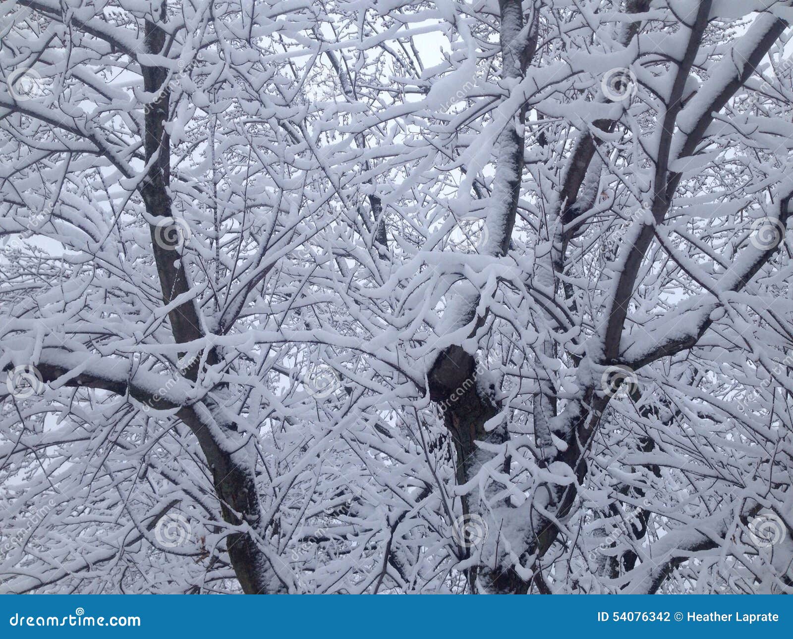 Snow white trees! stock photo. Image of snow, storm, trees - 54076342