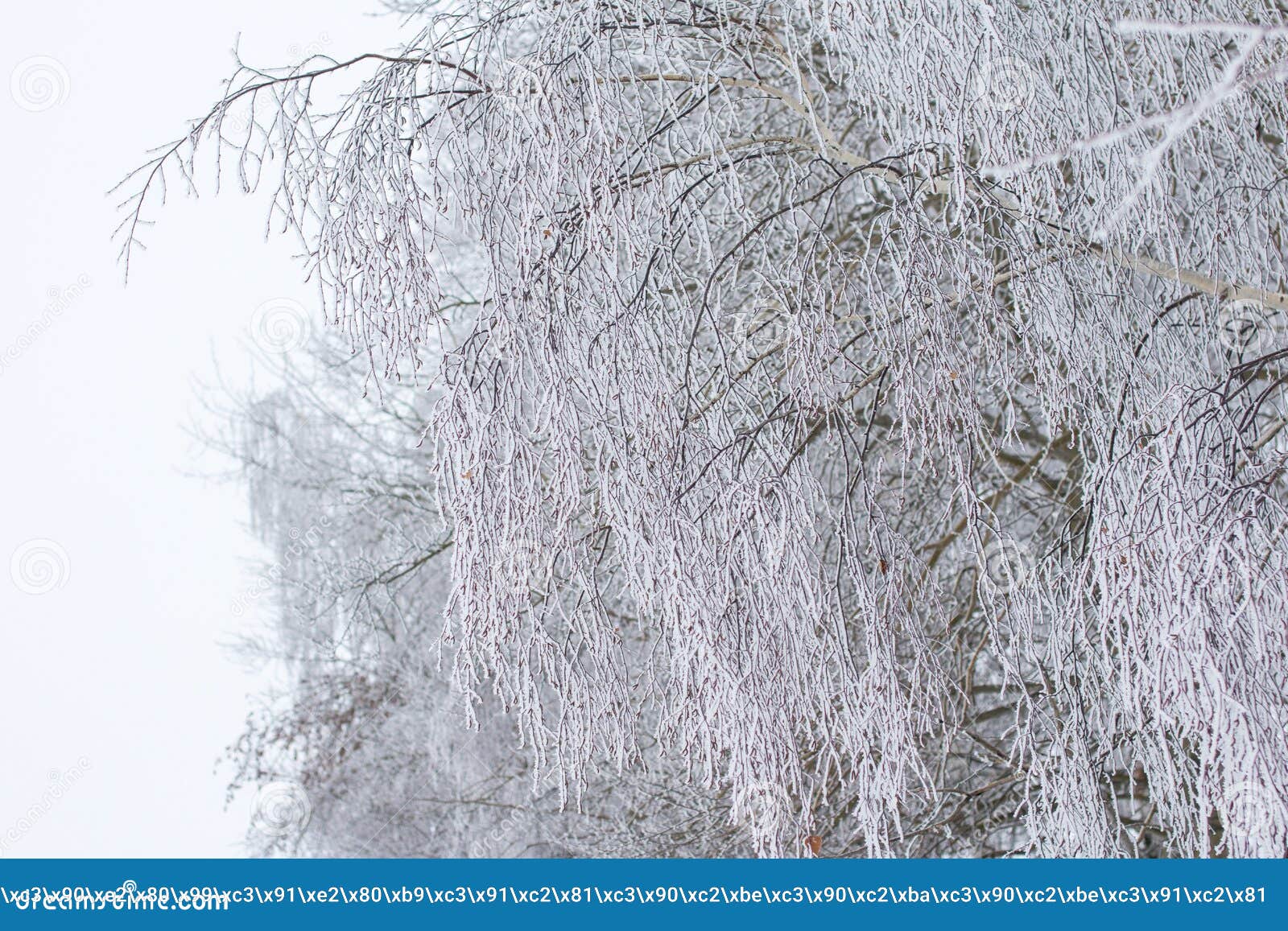 Snow-white Trees are Wrapped in Fluffy Snow. Stock Photo - Image of ...