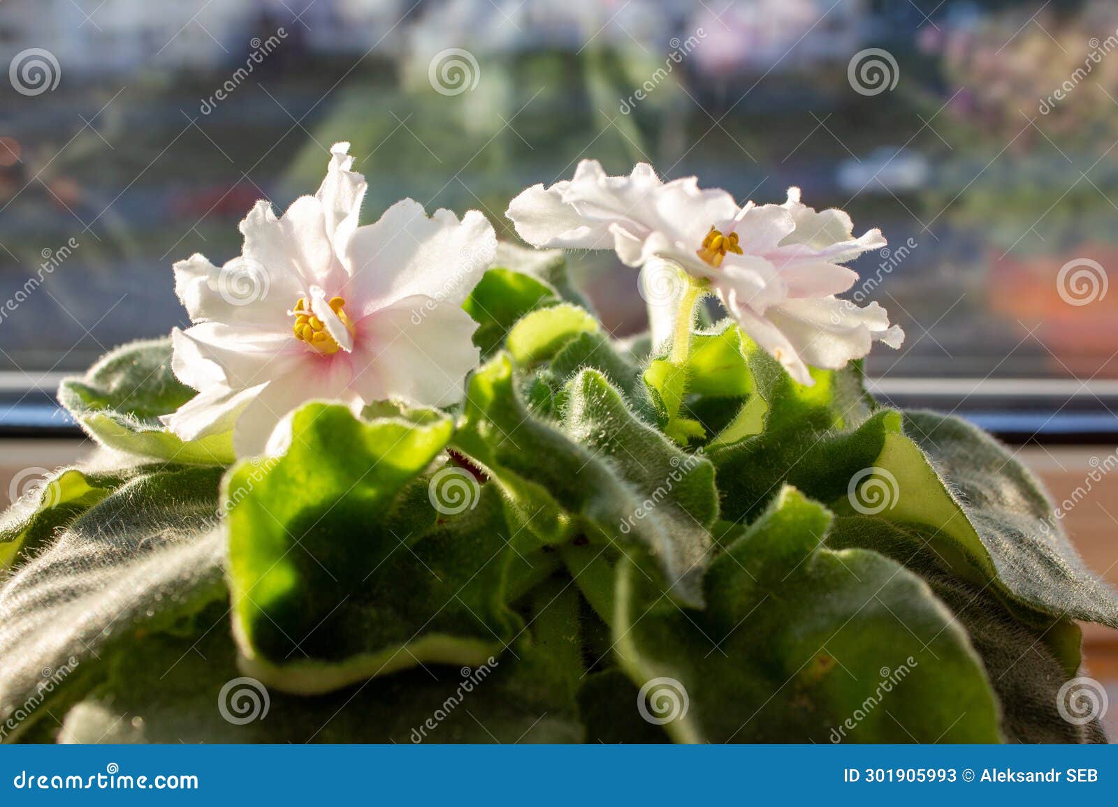 Snow-white Violet in Bright Sunlight Stock Image - Image of bright ...