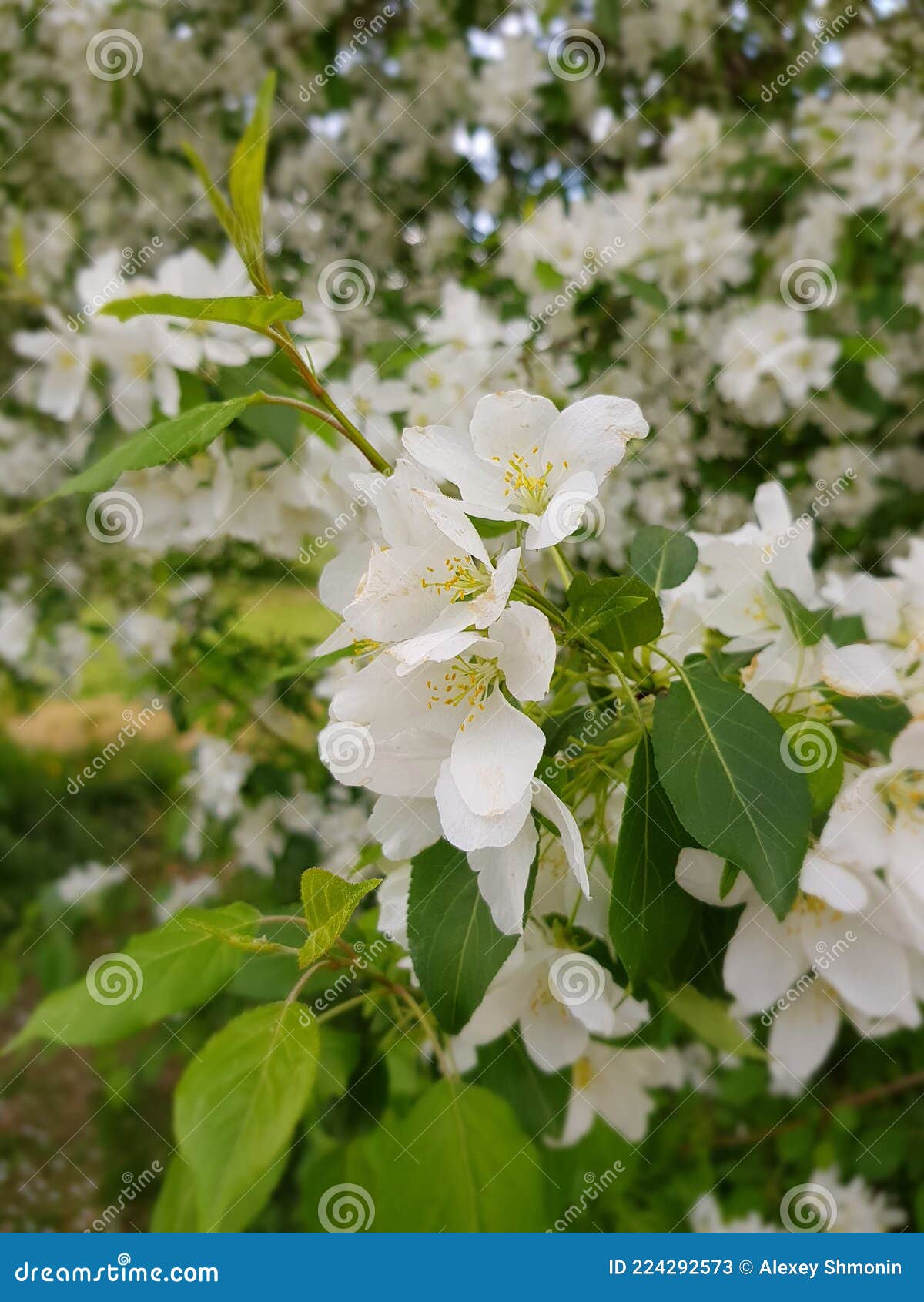 Snow-white wild apple tree stock image. Image of food - 224292573