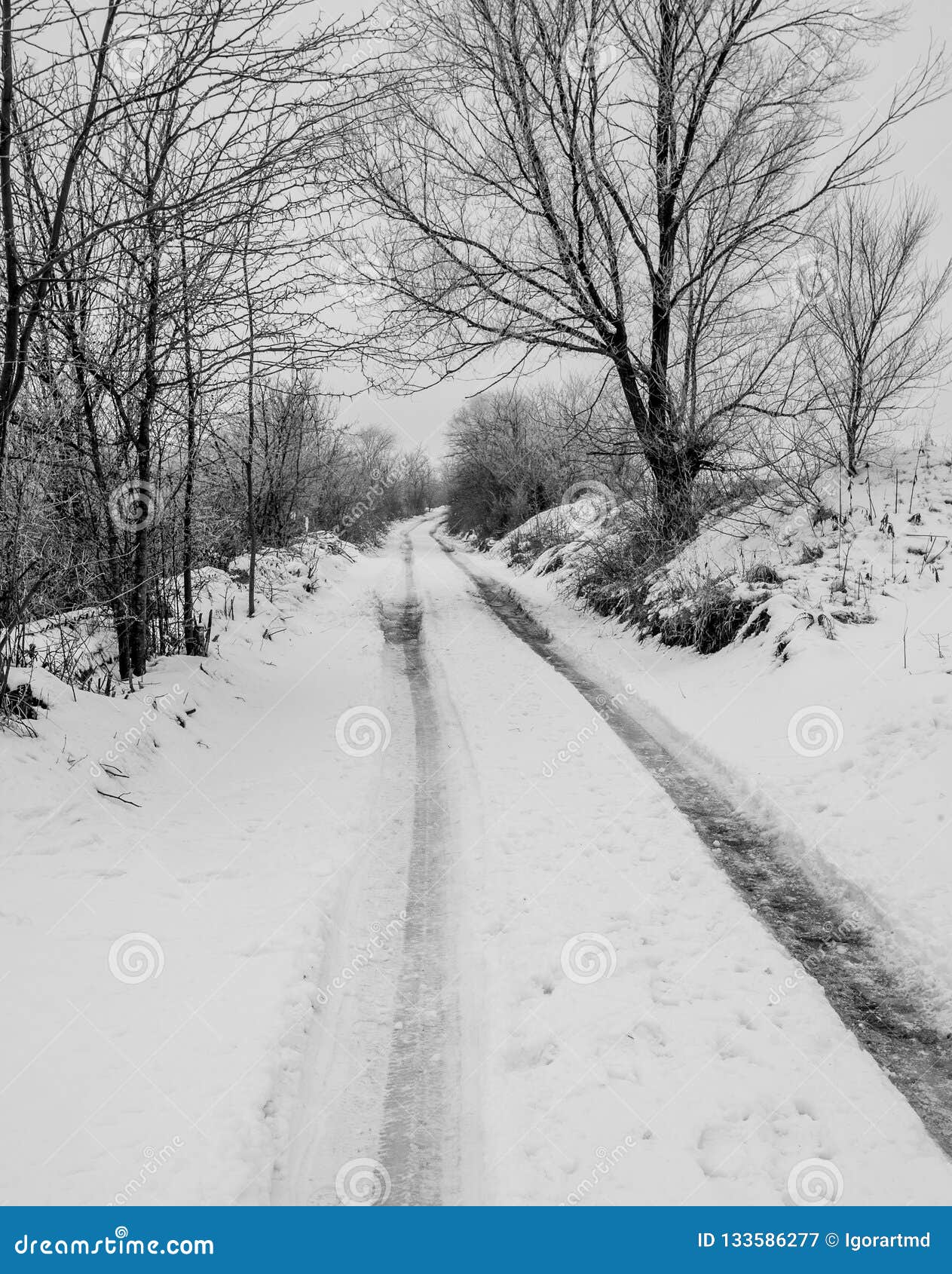 Snow-white Winter Forest Pathways with Deep Sun and Shadows Stock Image ...