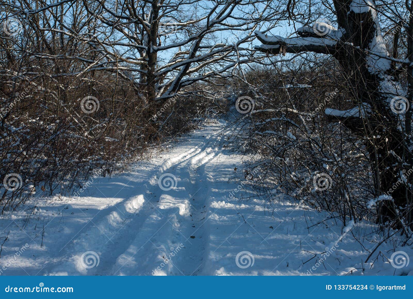 Snow-white Winter Forest Pathways with Deep Sun and Shadows Stock Photo ...