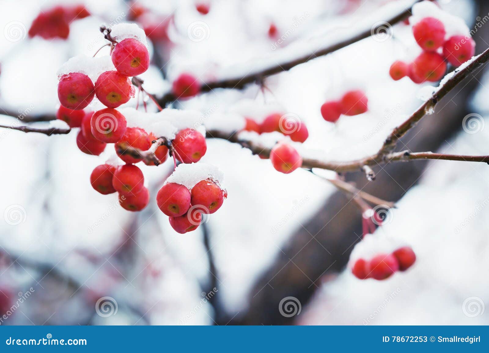 Snow on the Wild Red Apples in the Forest. Stock Image - Image of ...