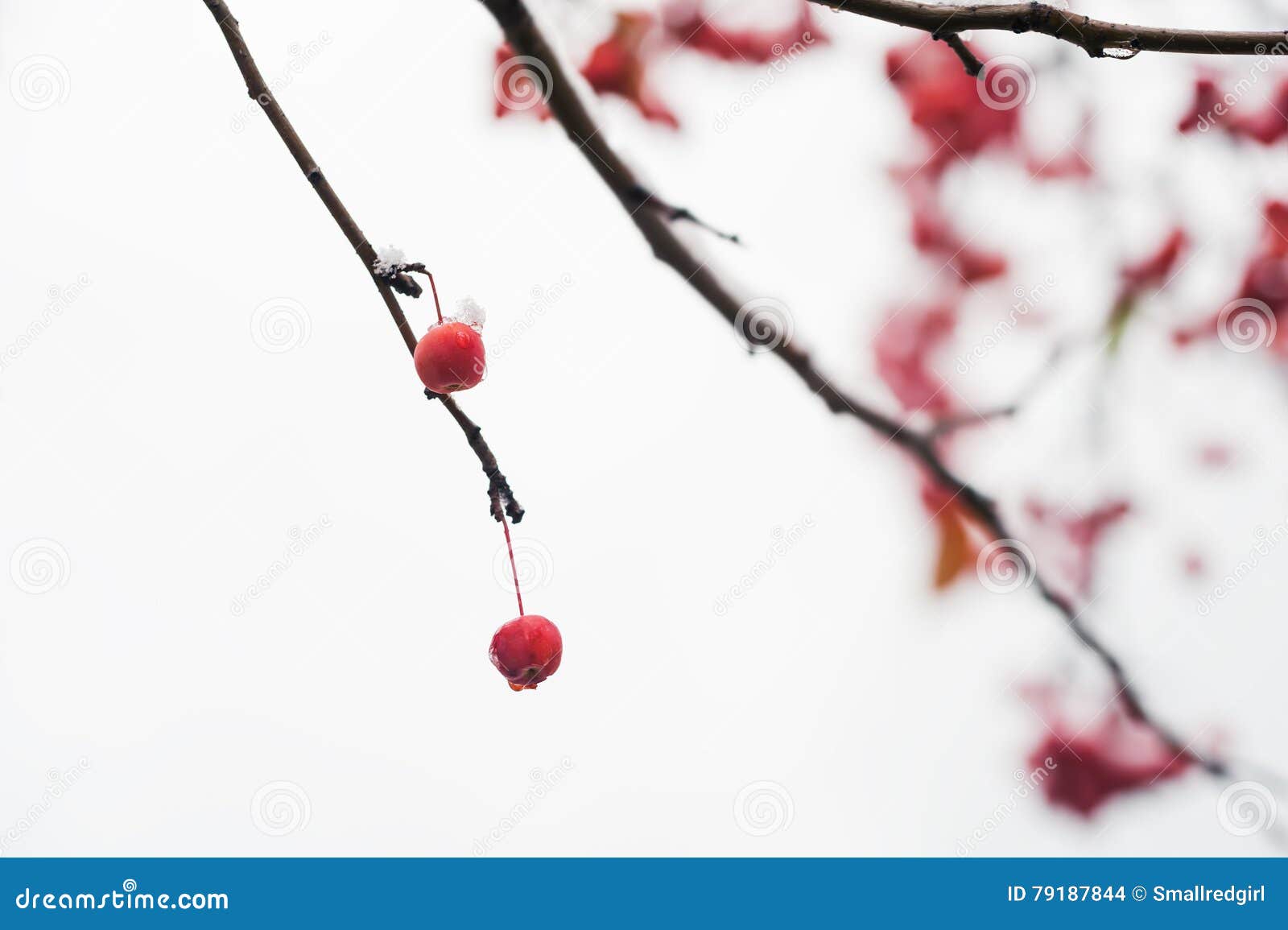 Snow on the Wild Red Apples in the Forest. Stock Photo - Image of ...