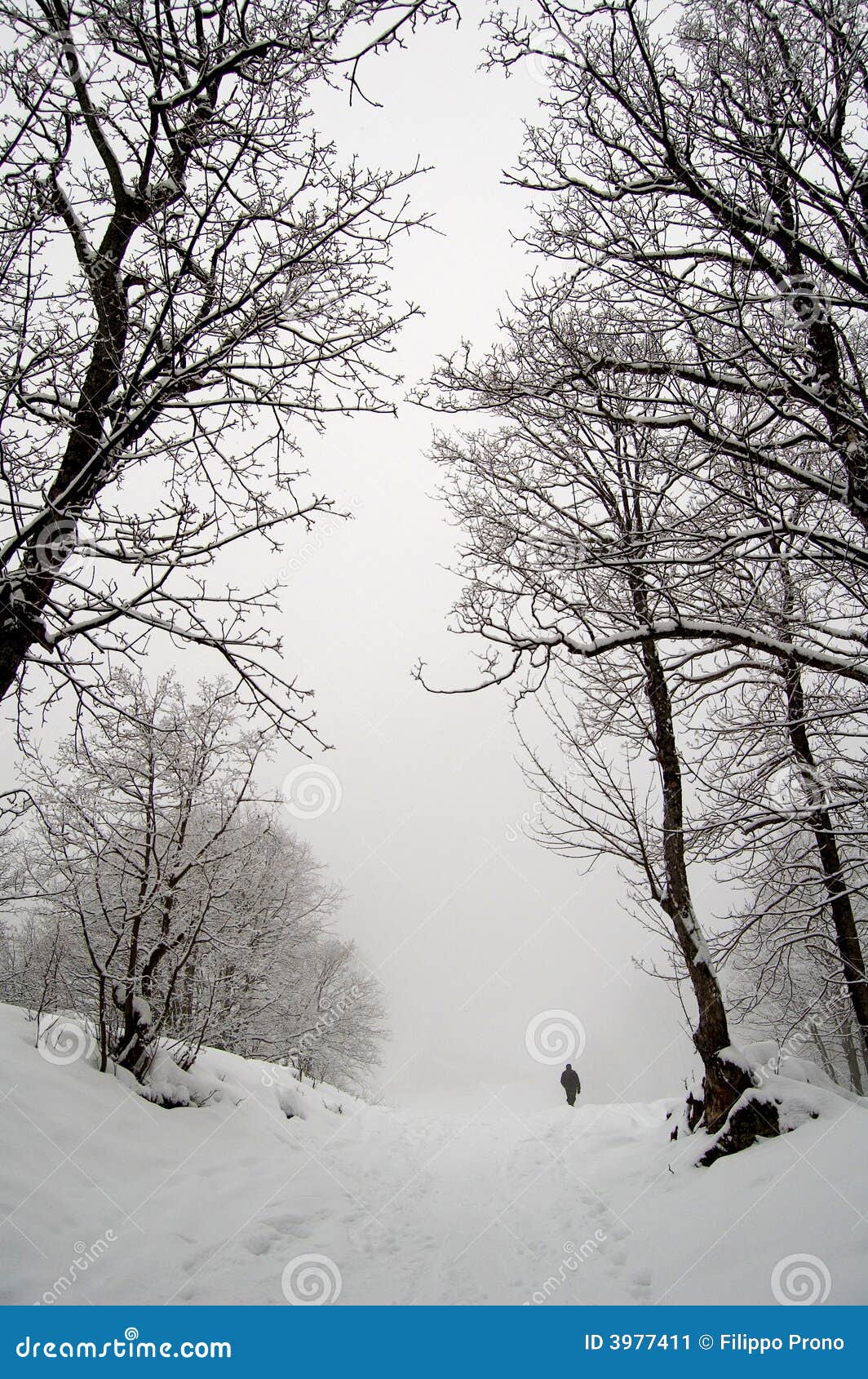 Snow winter fog walk alone stock image. Image of trekking - 3977411