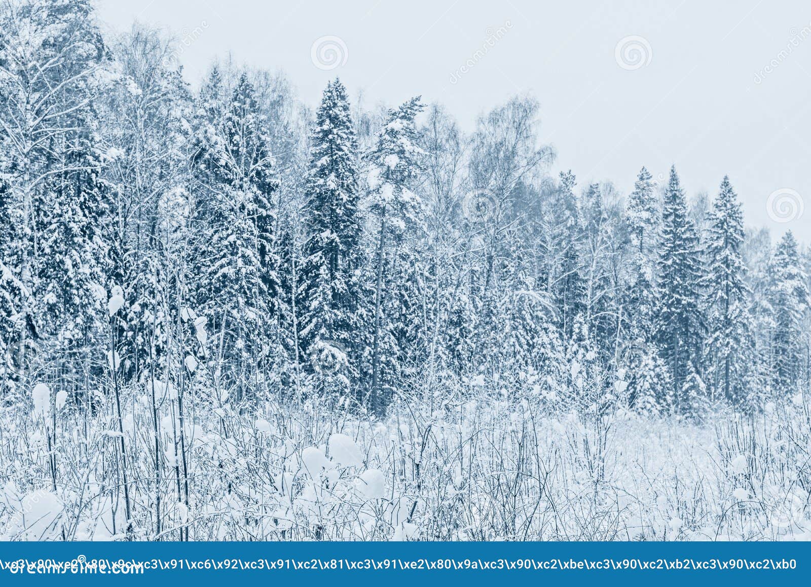 Snow Winter Forest in Blue Classic Color Stock Image - Image of ...
