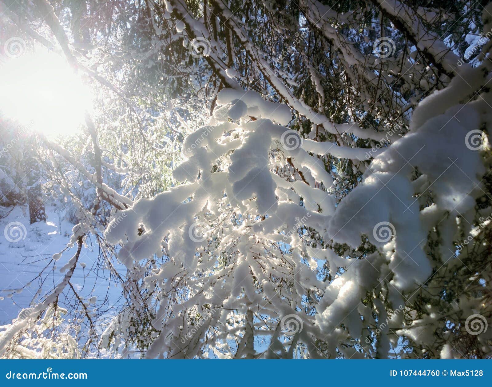 Snow in Winter Forest with Sun Rays Stock Photo - Image of charm, frost ...