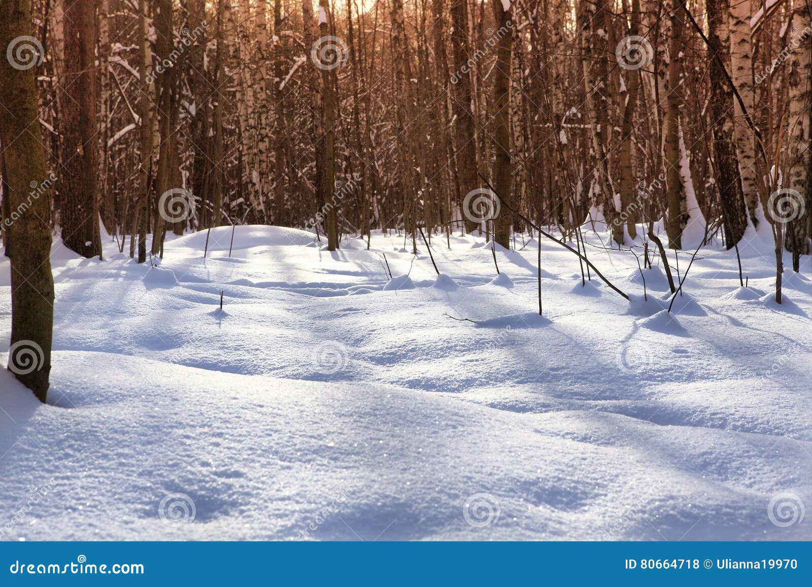 Snow in the winter forest stock photo. Image of detail - 80664718