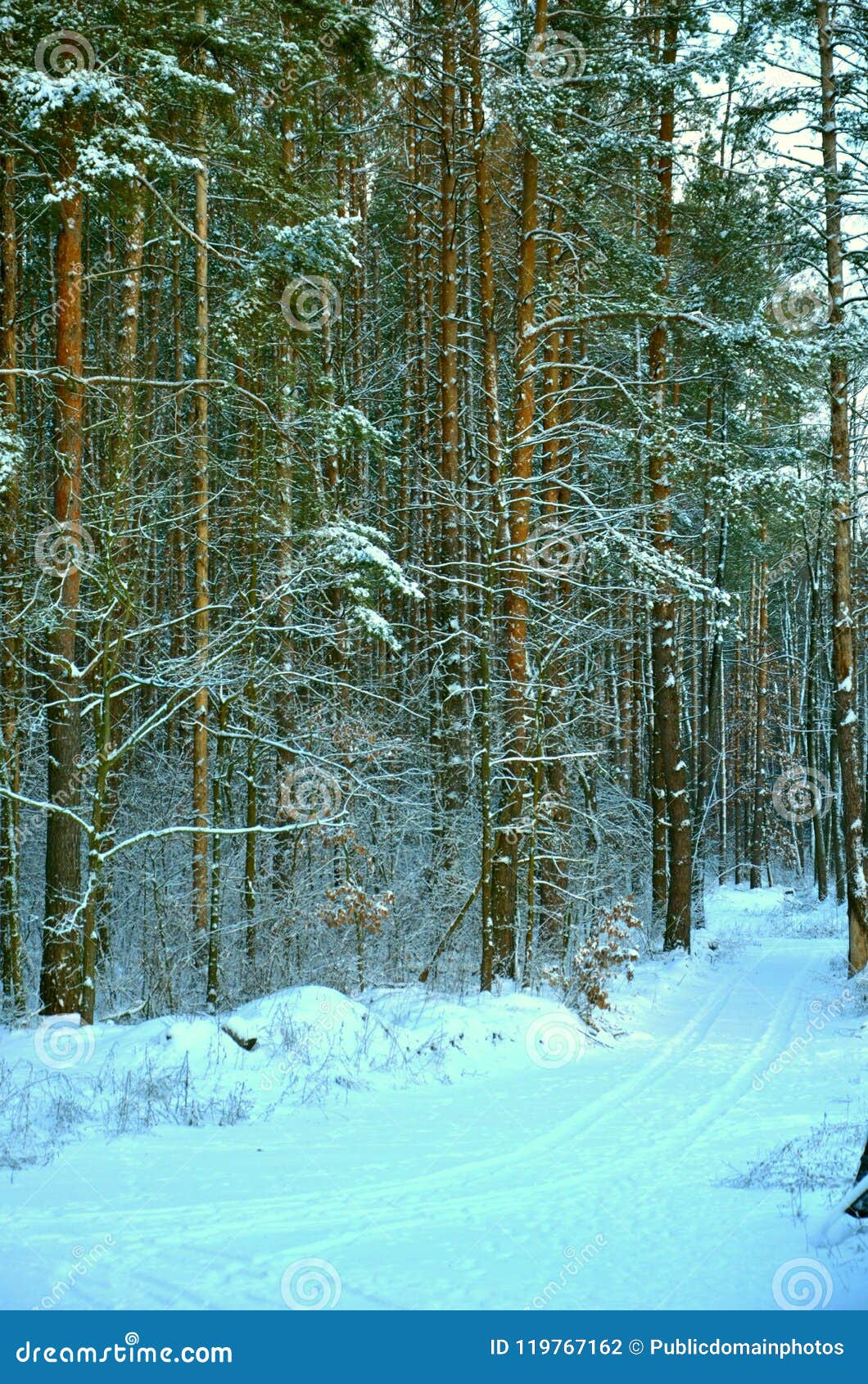 Snow, Winter, Nature, Ecosystem Picture. Image: 119767162