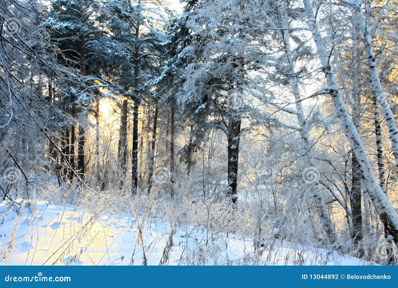 Snow winter wood stock photo. Image of snowball, hoarfrost - 13044892