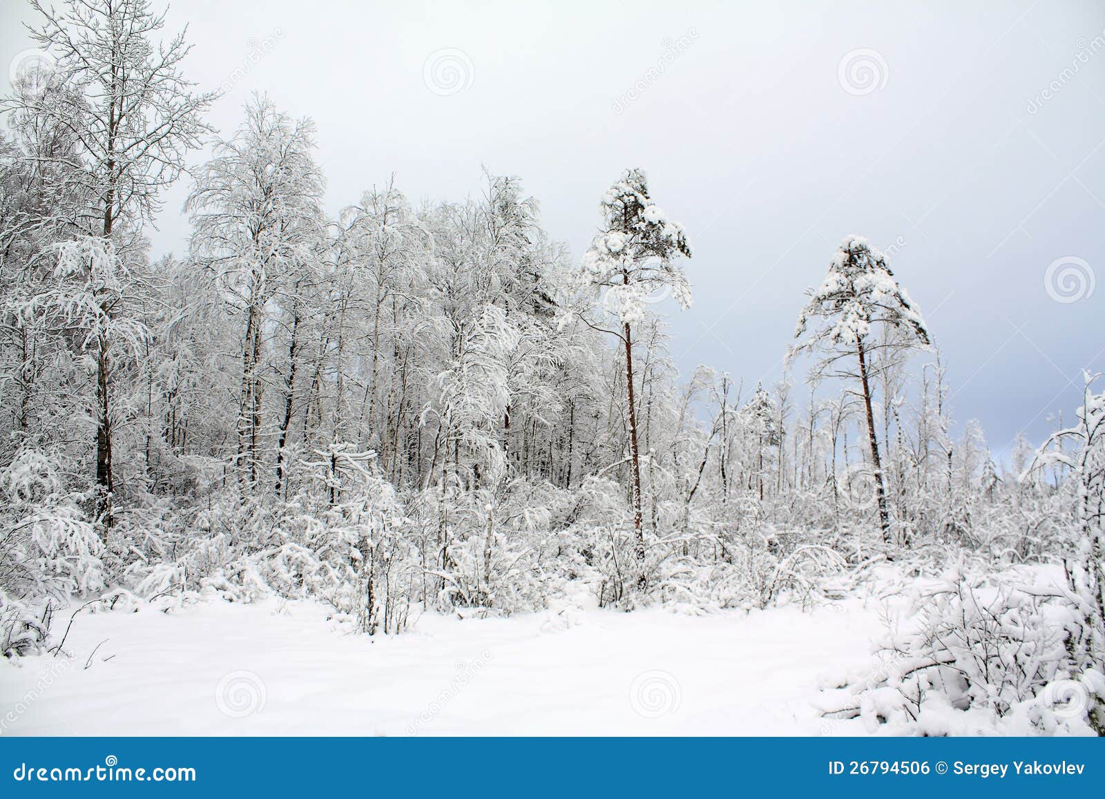 Snow wood stock photo. Image of forest, spruce, frozen - 26794506
