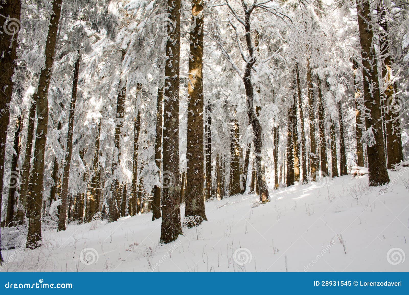 Snow wood stock image. Image of track, trees, snow, landscape - 28931545
