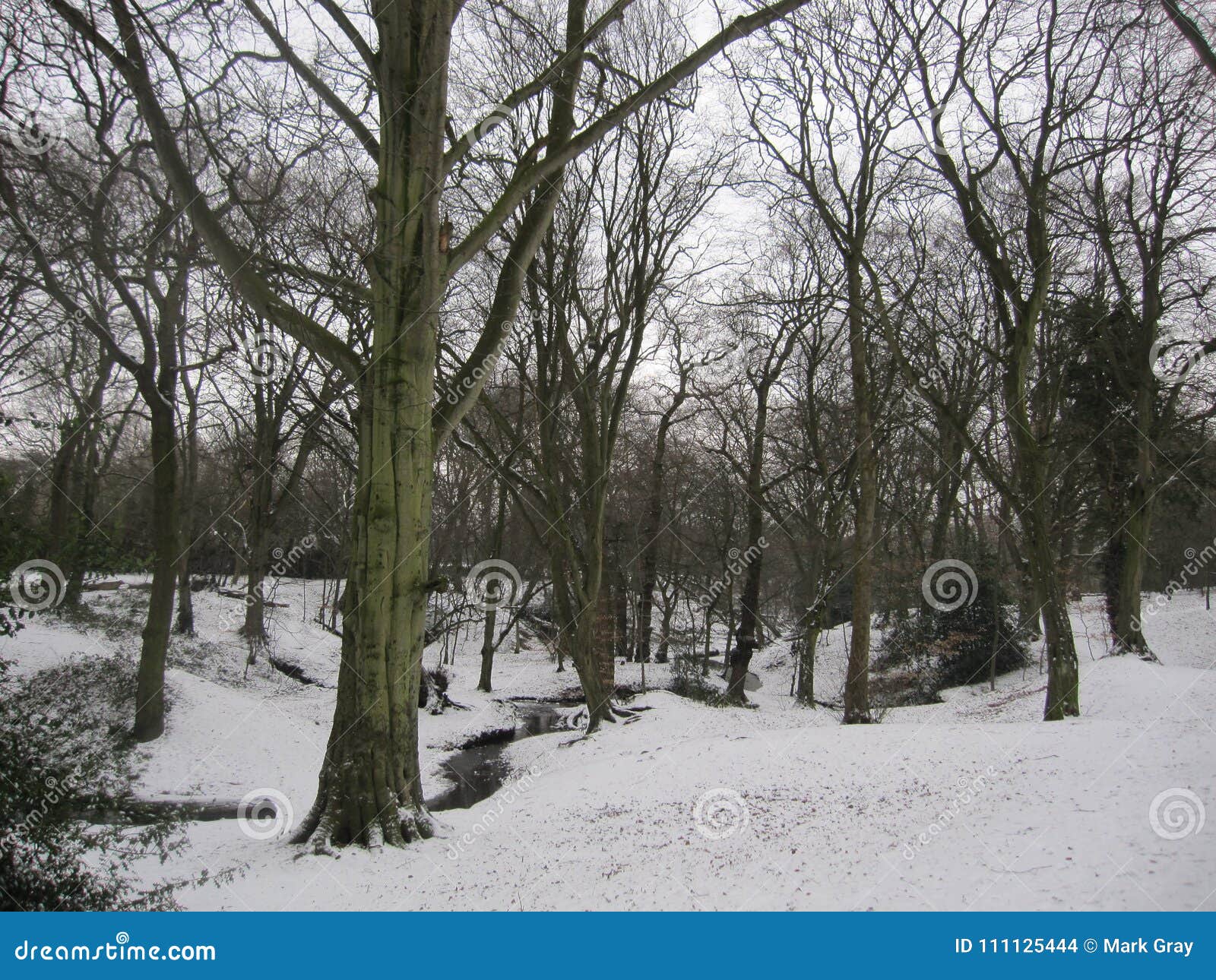 Woodland Snow stock photo. Image of cold, snow, woodlands - 111125444