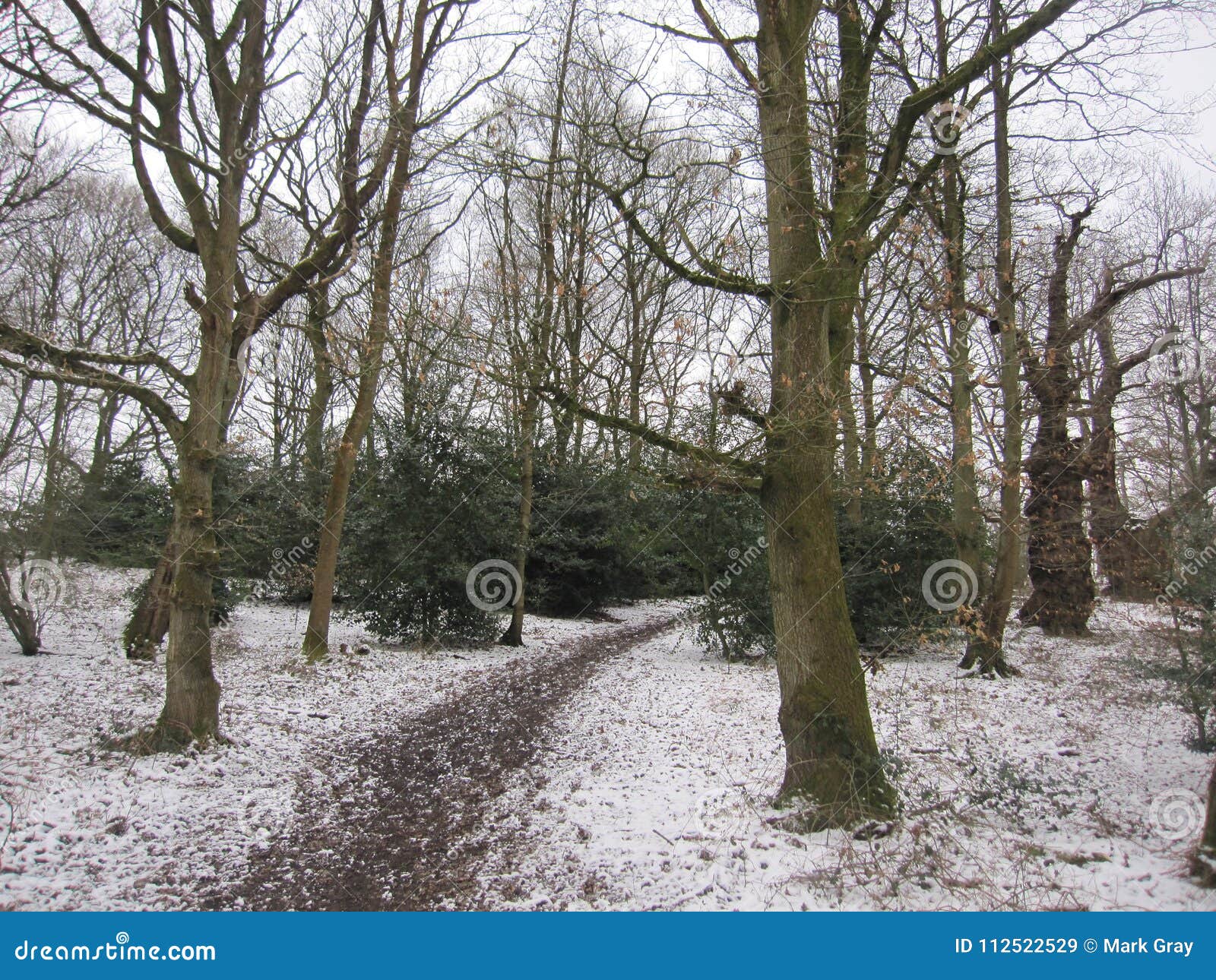Woodland Snow stock image. Image of woodlands, snow - 112522529
