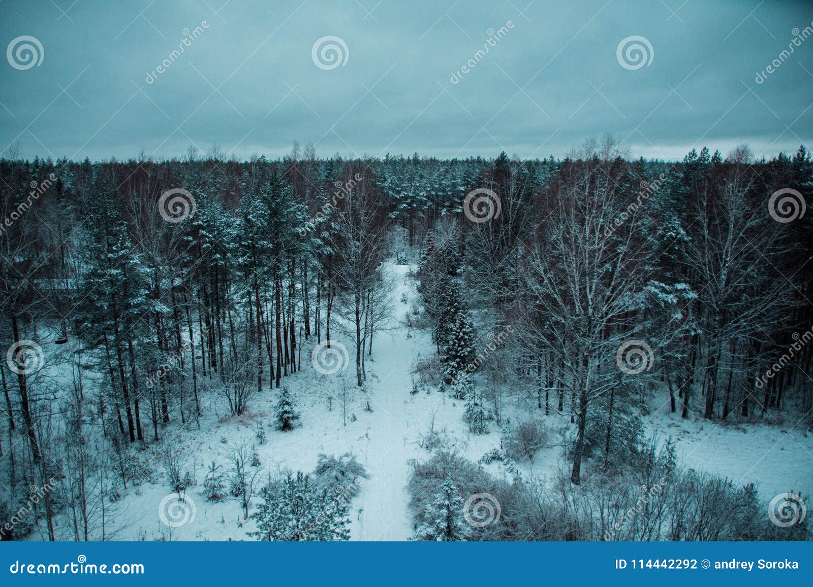 Snow woods stock photo. Image of belarusian, forest - 114442292