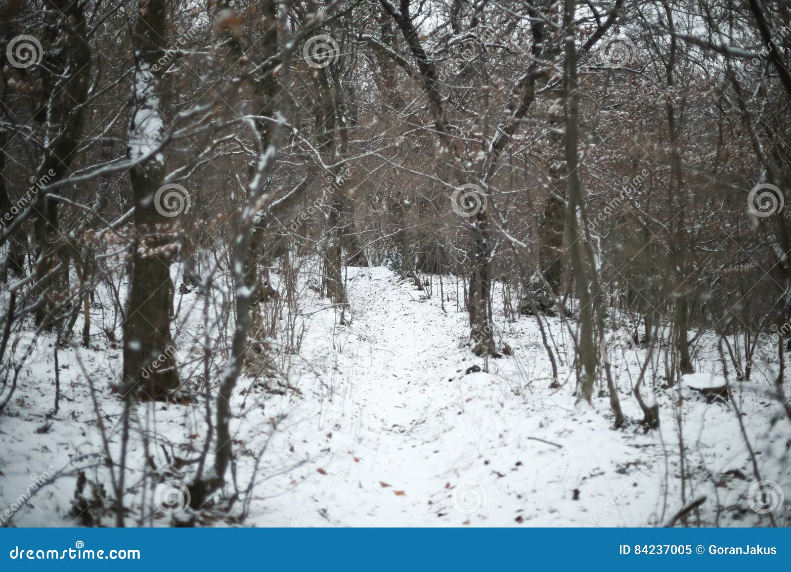 Snow in woods stock image. Image of outside, branch, winter - 84237005