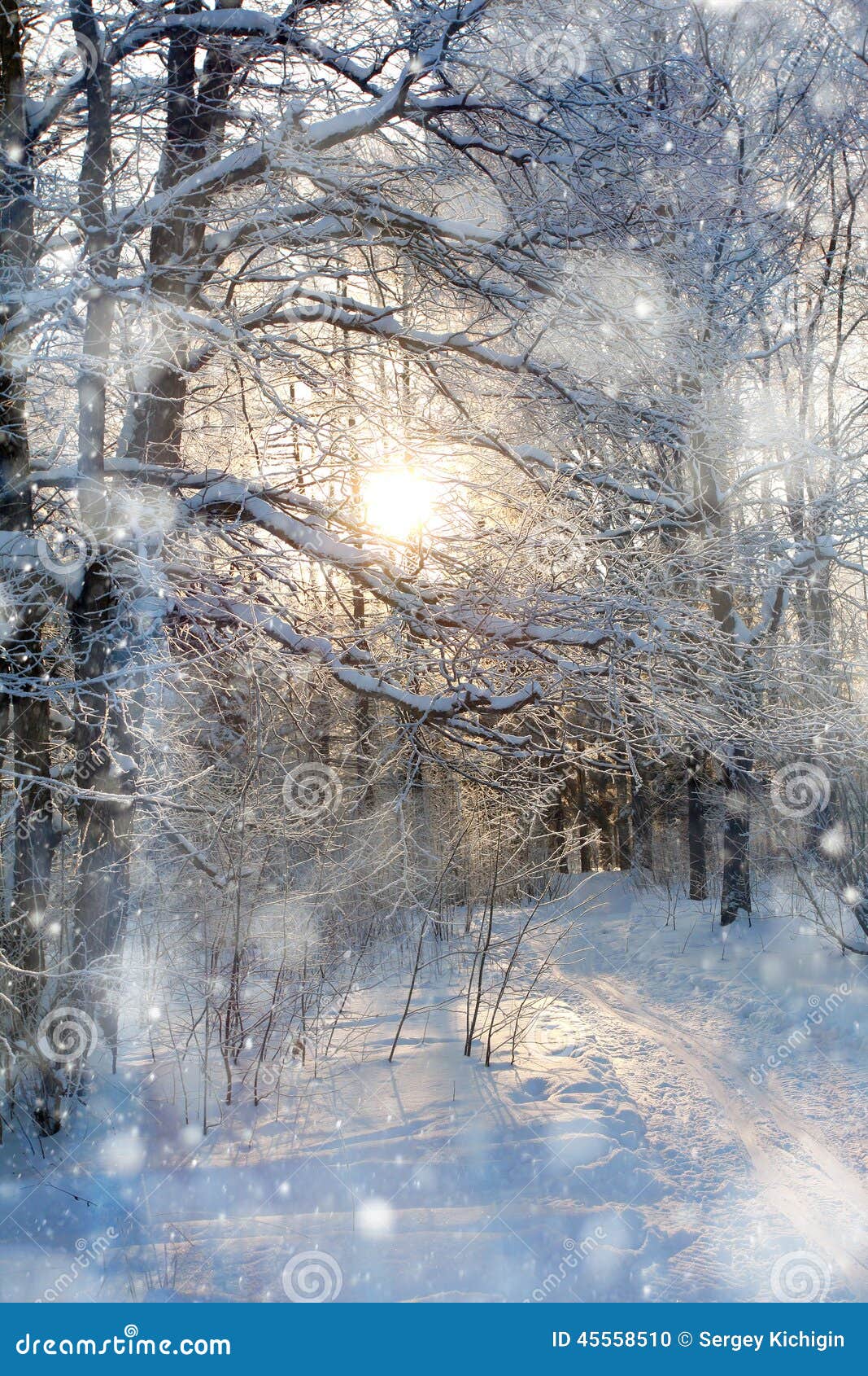 Snow in the Woods Ice Landscape Light Stock Photo - Image of rural ...