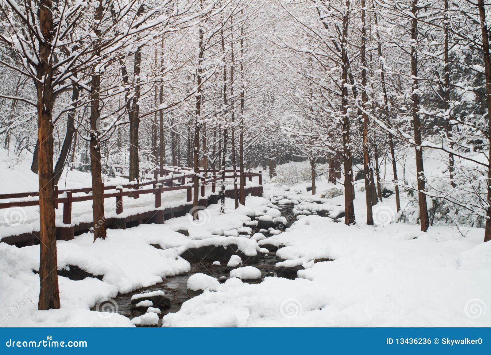 Snow woods and river stock photo. Image of pines, river - 13436236