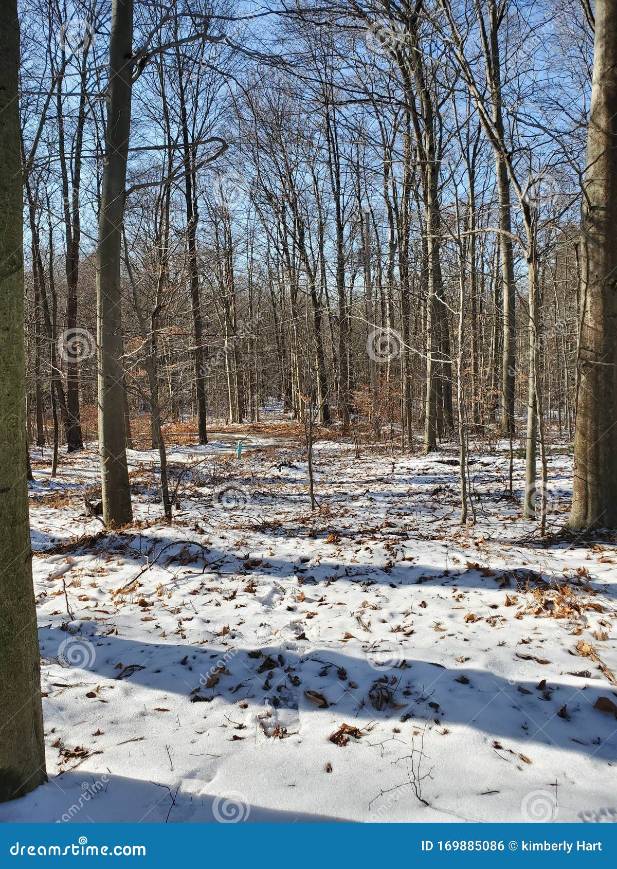 Snow in the Woods stock photo. Image of forest, snow - 169885086