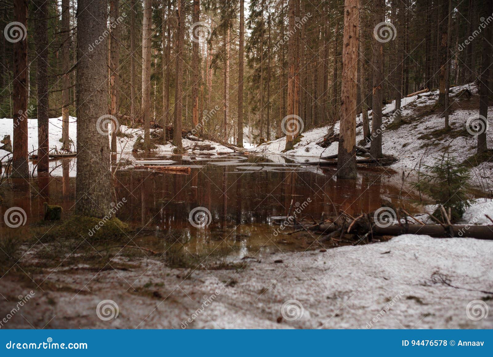 Snow in the Woods Under the Trees Stock Photo - Image of pine, outdoors ...