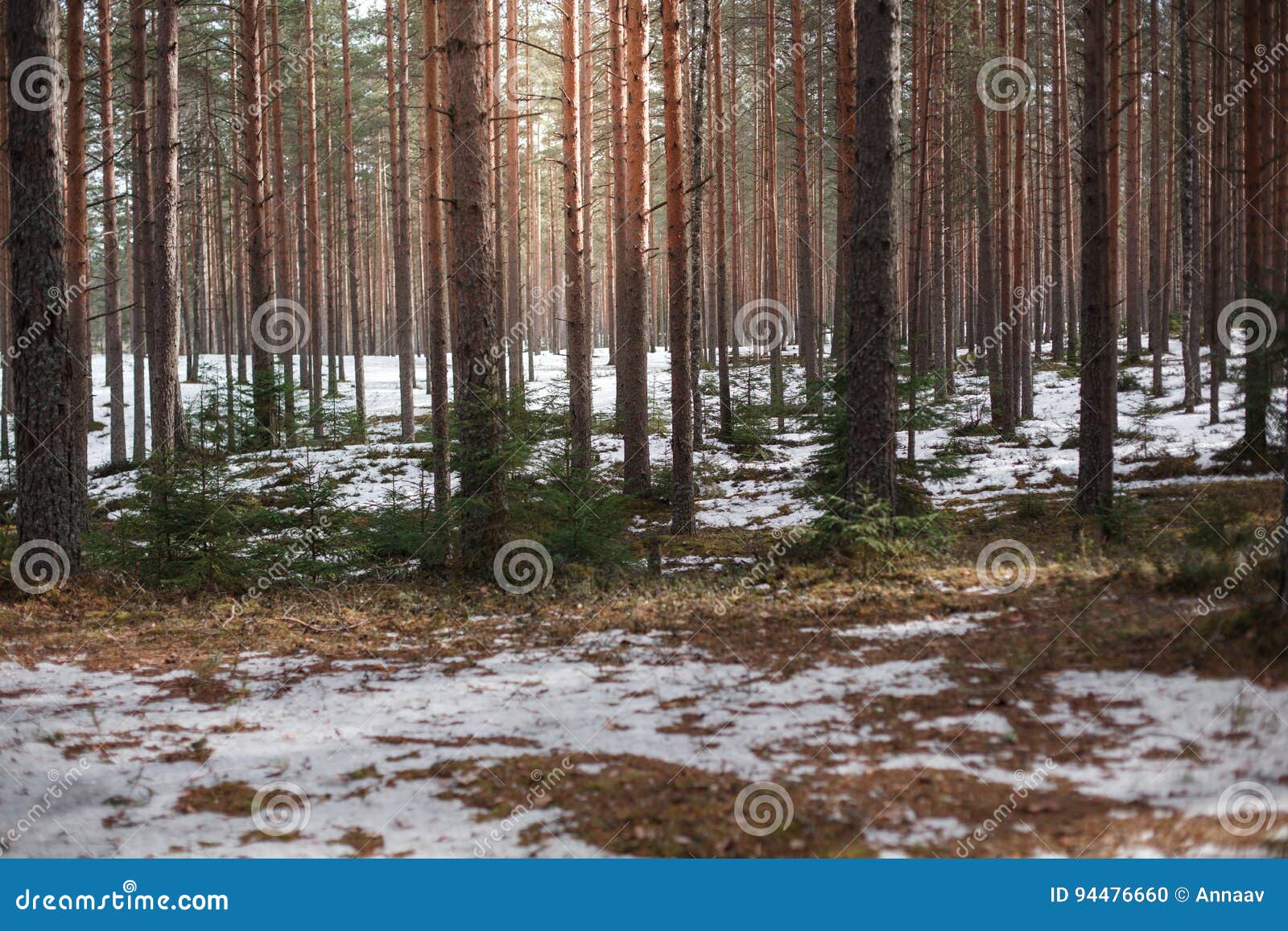 Snow in the Woods Under the Trees Stock Photo - Image of morning ...