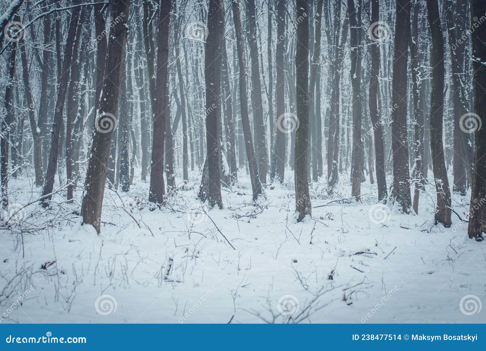 Snow in the Woods. Winter Forest Landscape. Winter Landscape. Snow ...
