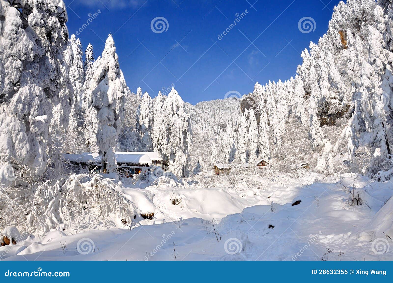 Snow World stock photo. Image of fresh, branches, cold - 28632356