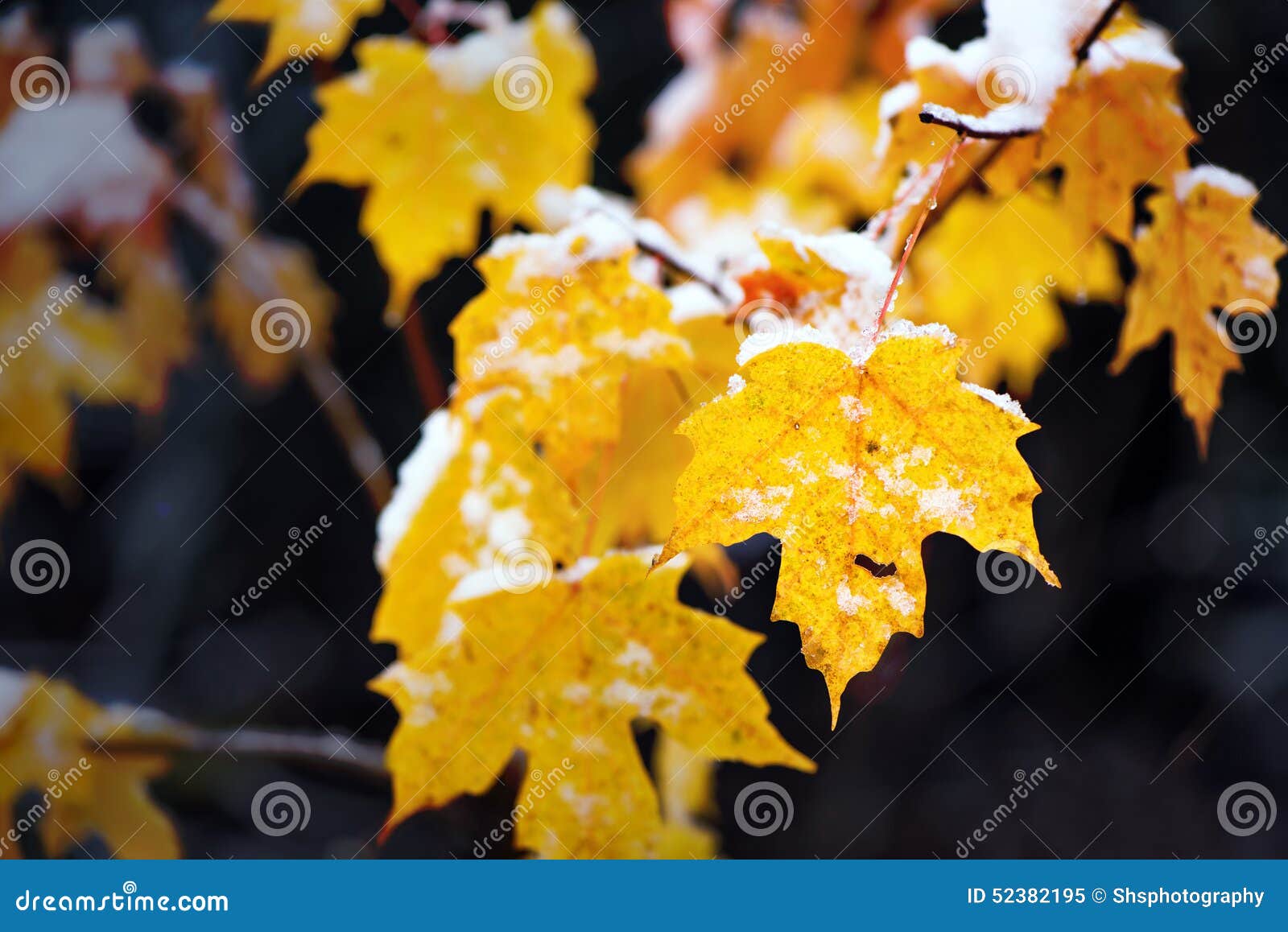 Snow on Yellow Maple Leaves Stock Image - Image of nature, climate ...