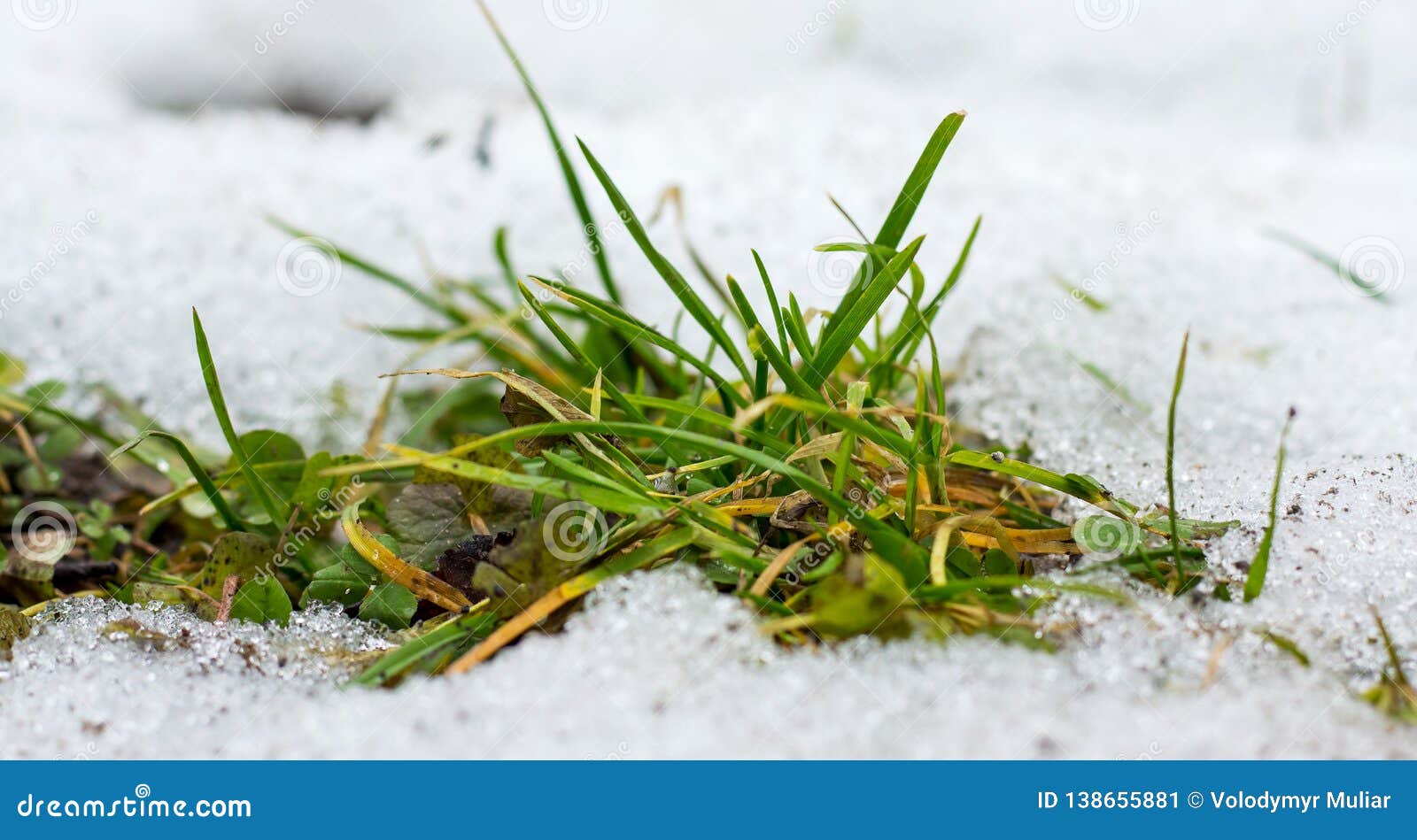 Through the Snow, the Young Green Grass Grows. Arrival of Spring, Thaw ...