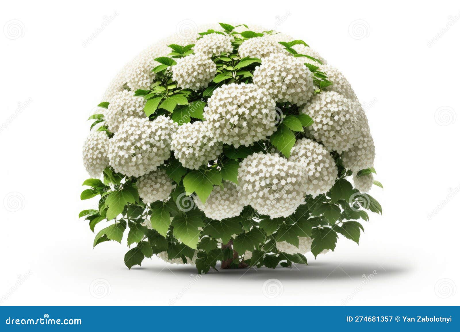Snowball Bush Bush on White Background. Generative AI Stock ...