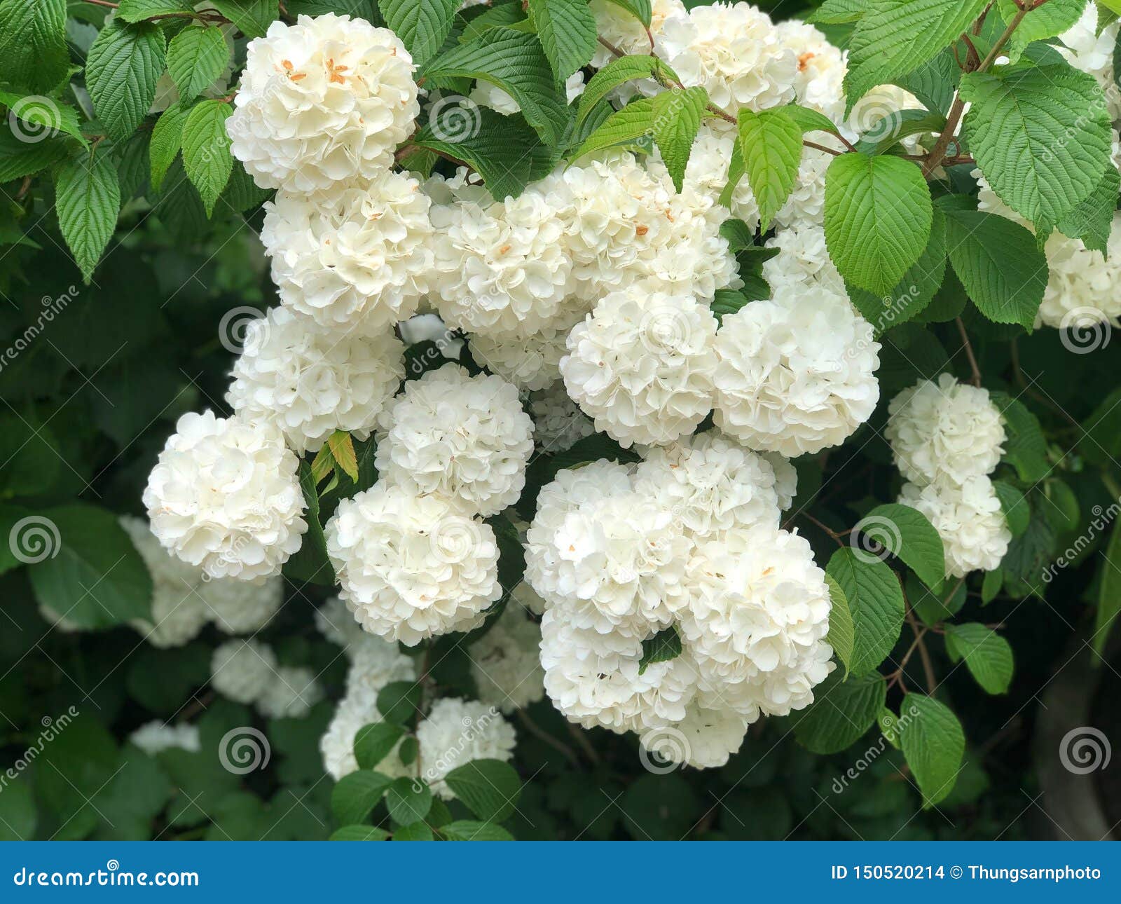 Snowball Flowers with Green Leaves Stock Photo - Image of gardening ...