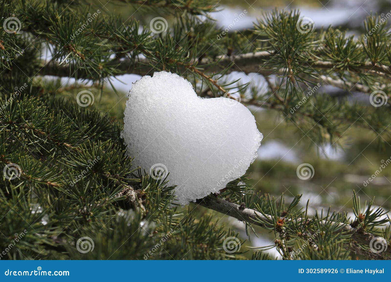 Snow Heart stock photo. Image of holiday, winter, cedrus - 302589926