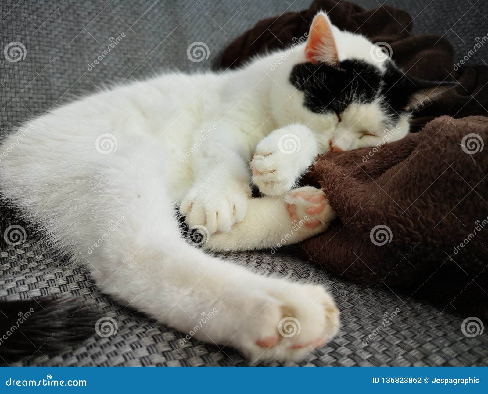 Snowball stock photo. Image of snowball, sleepy, animals - 136823862