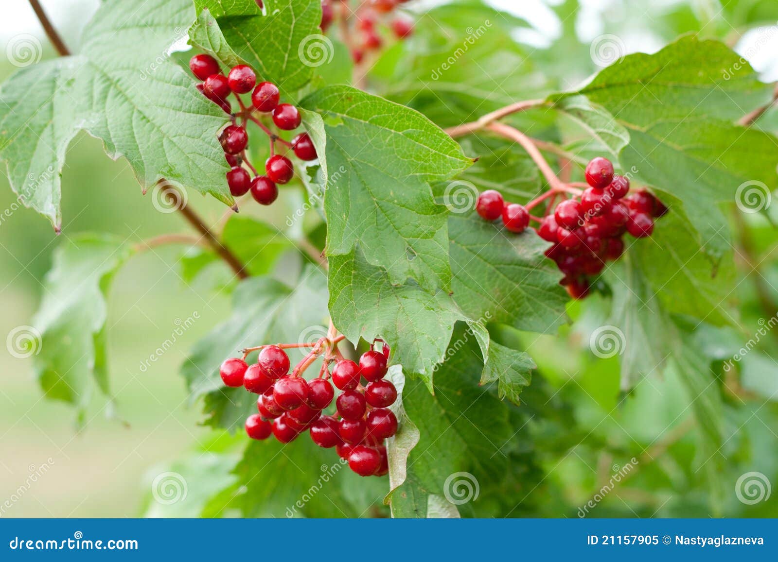 Snowball tree stock image. Image of health, color, viburnum - 21157905