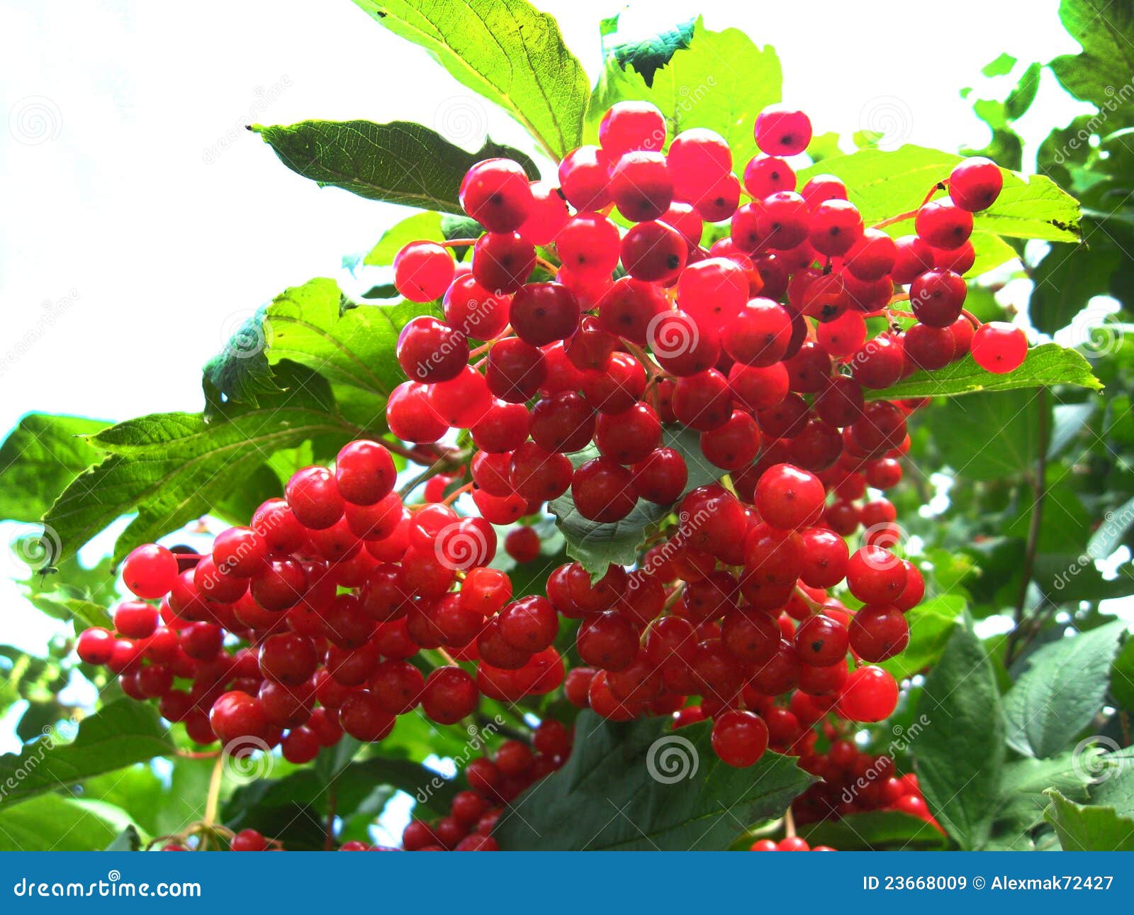 Snowball tree stock image. Image of guelder, ripe, kitchen - 23668009