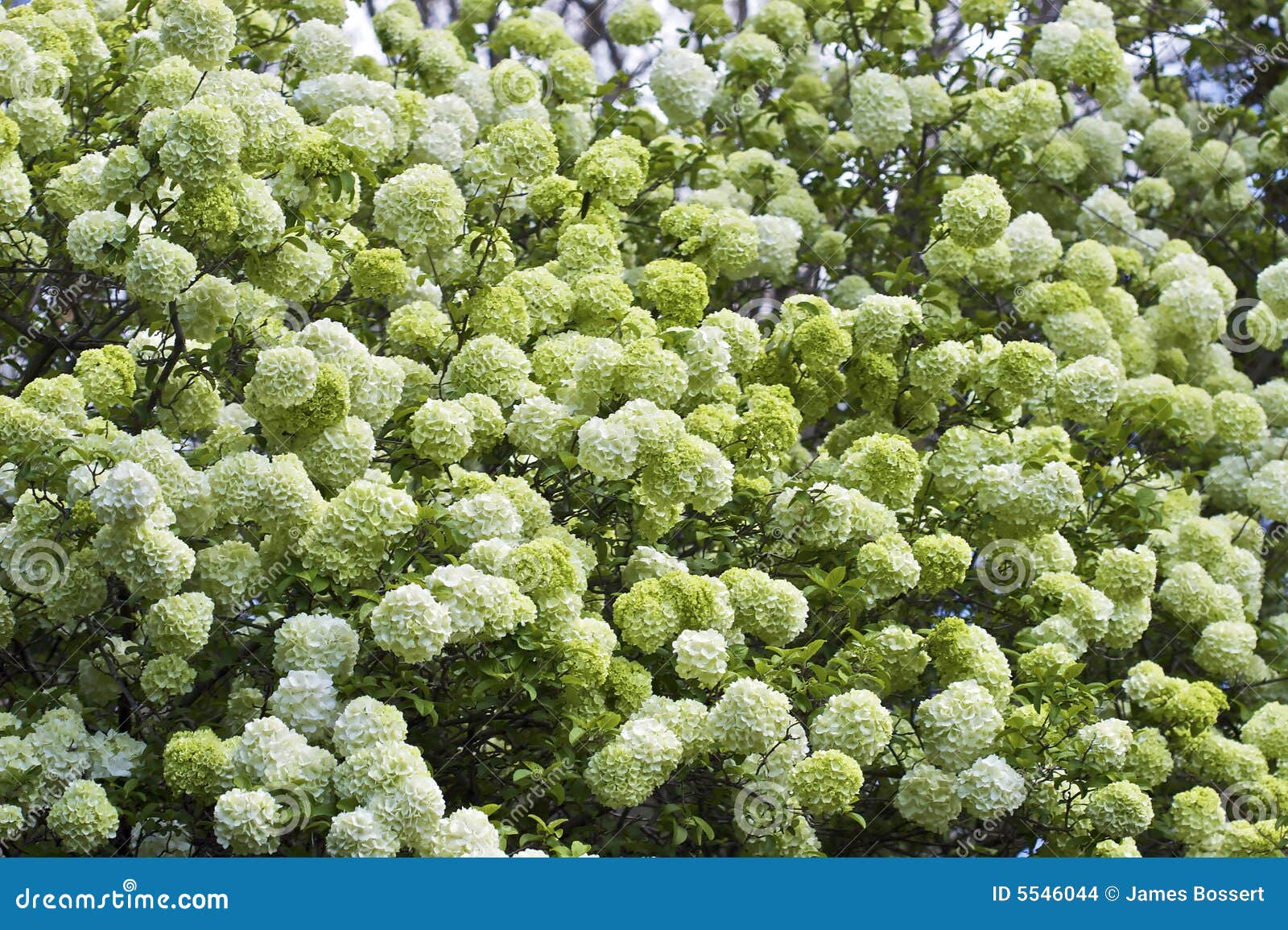 Snowball Tree stock photo. Image of snowball, leaves, foliage - 5546044