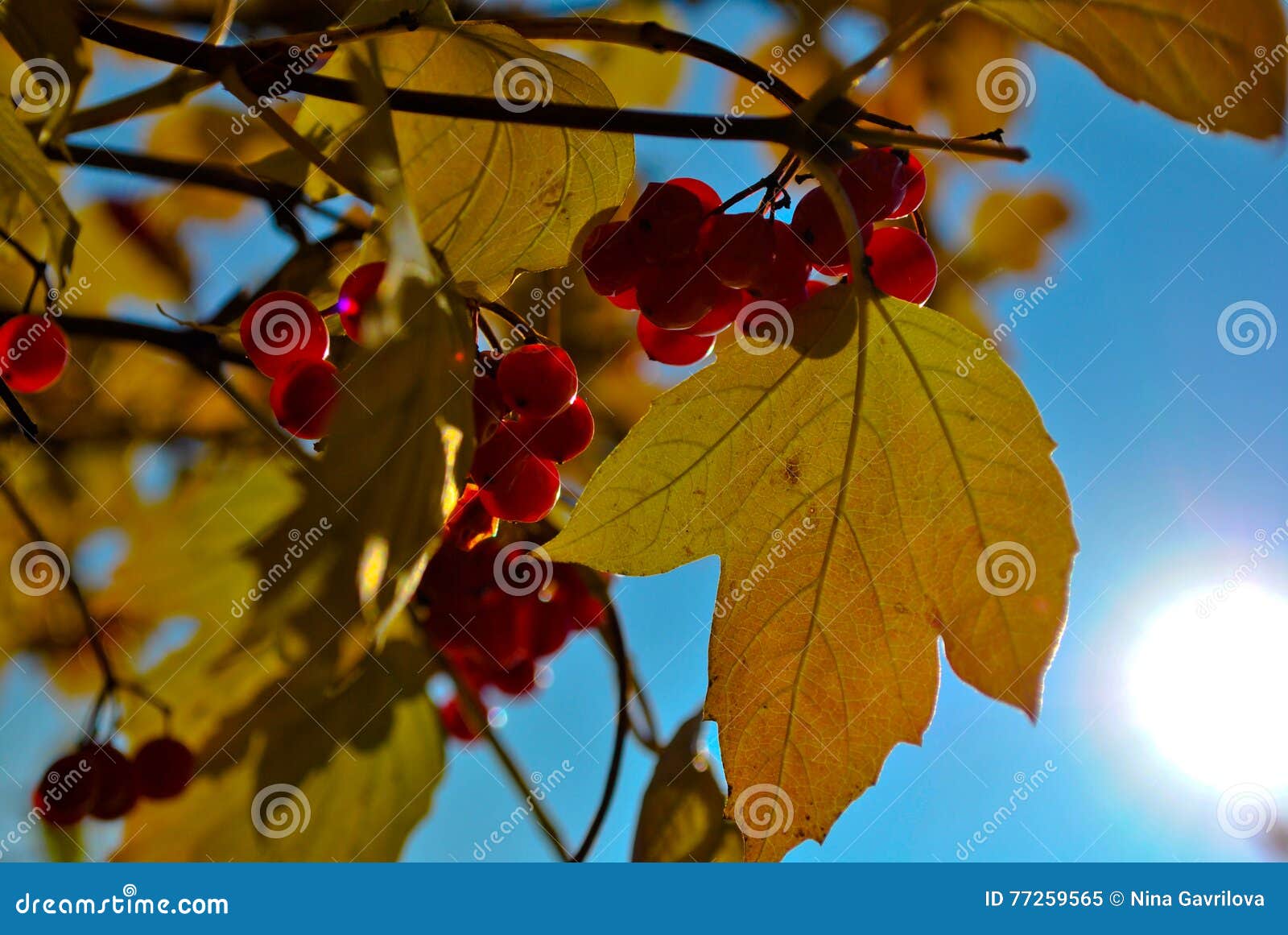 Snowball tree in autumn stock image. Image of nature - 77259565