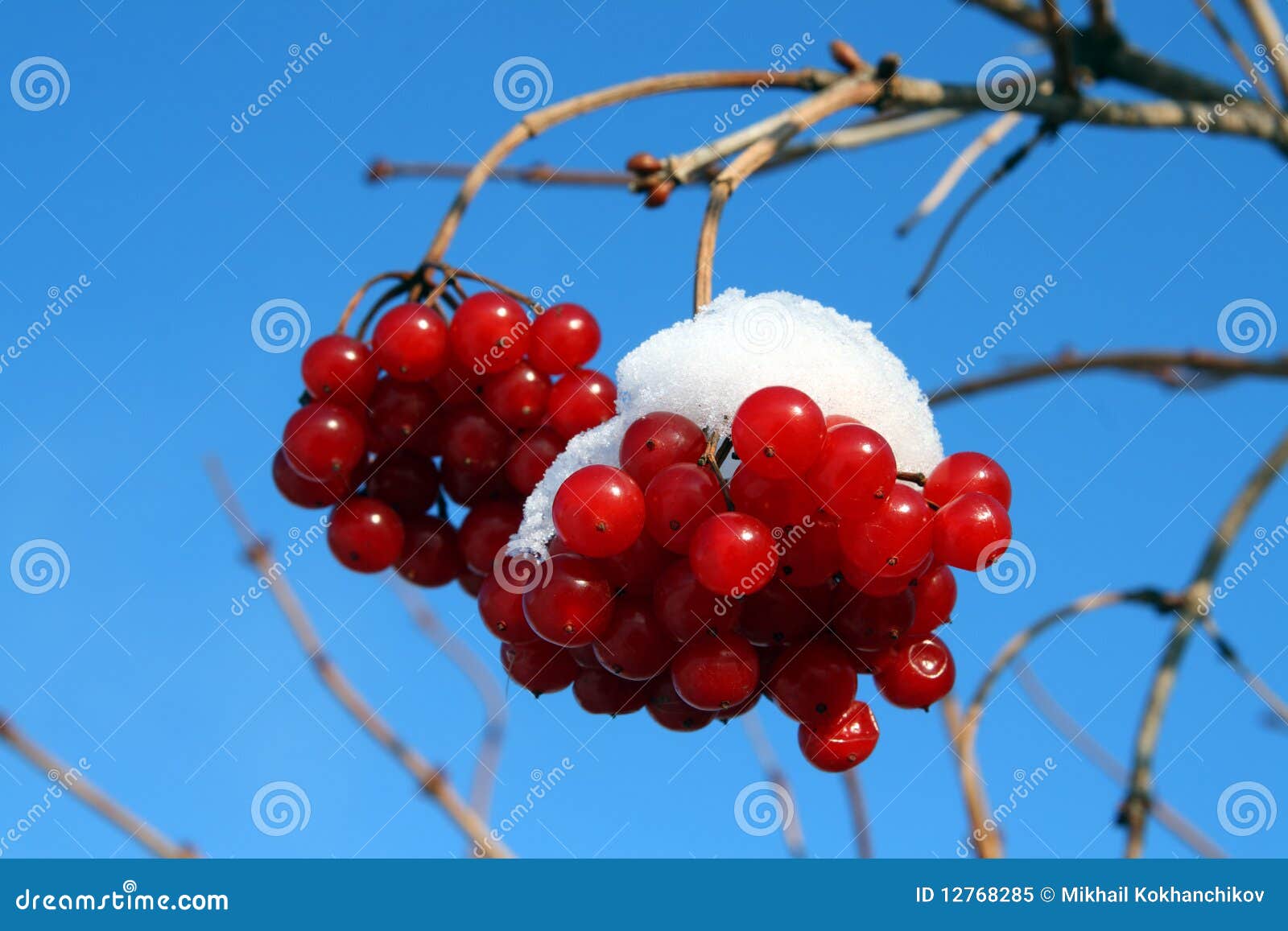 Snowball Tree Berryes Under Snow Stock Image - Image of ashberry, fruit ...